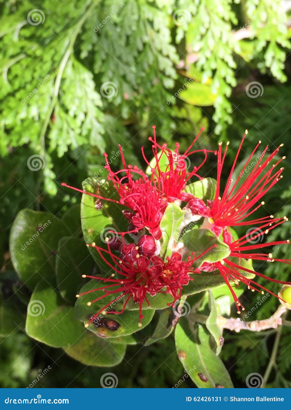 Ohia flower, Lehua stock image. Image of blossom, ohia - 62426131