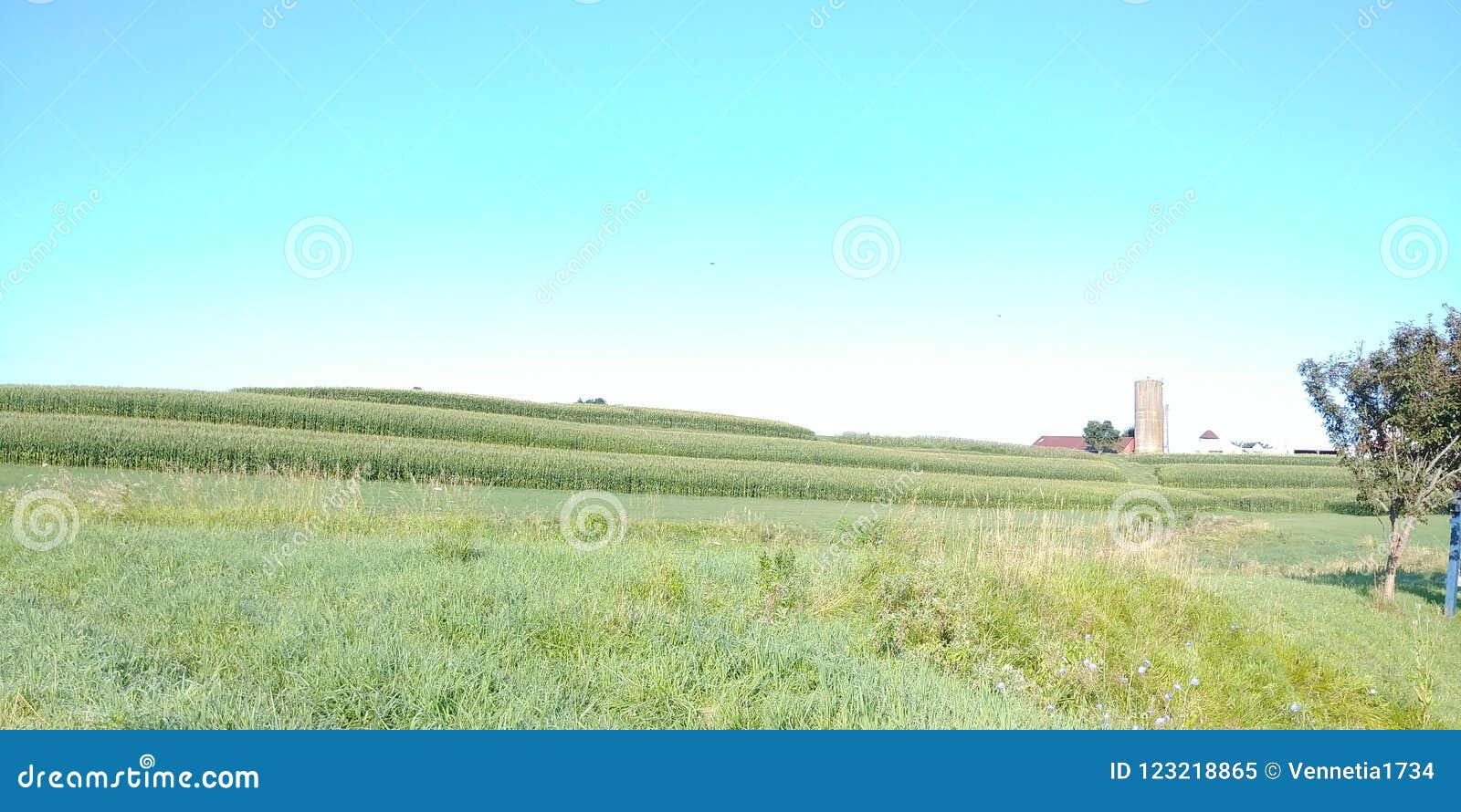 Ohio Corn fields stock image. Image of fields, green - 123218865