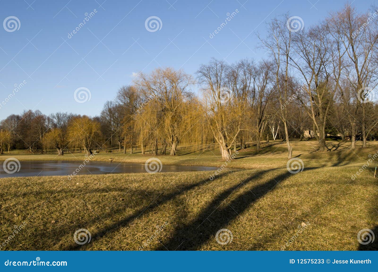 Best Trees For Ohio Landscapes