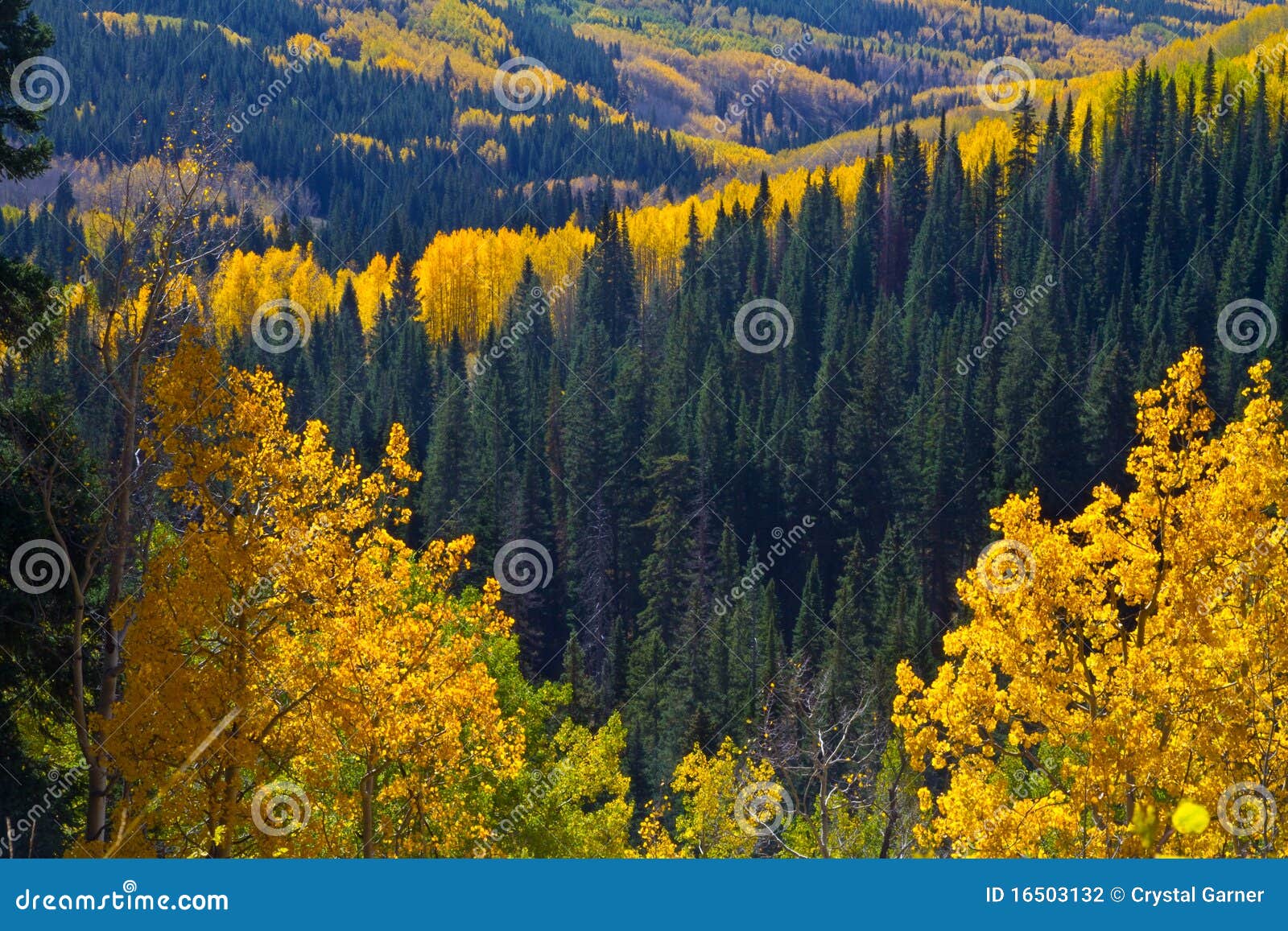 Ohio Pass Fall Vista stock photo. Image of colorado, creek - 16503132
