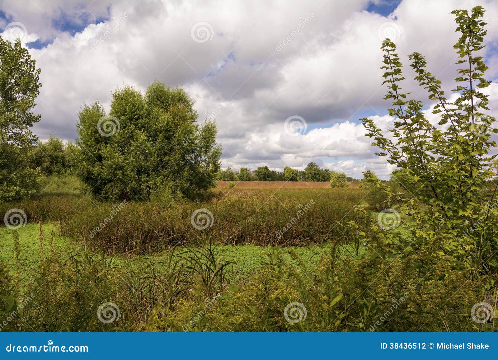 Ohio Prairie stock photo. Image of ohio, midwest, goldenrod - 38436512