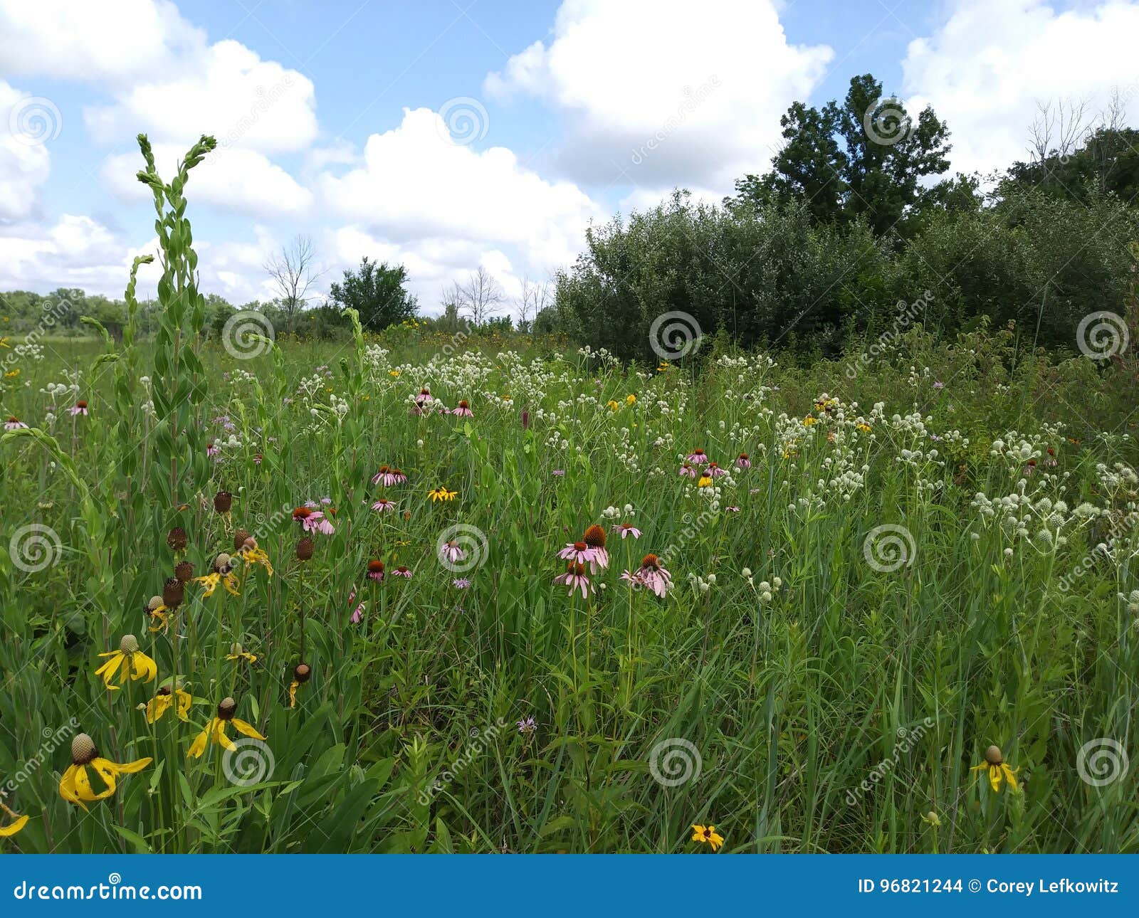 Ohio Wildflower Field stock photo. Image of beautiful - 96821244