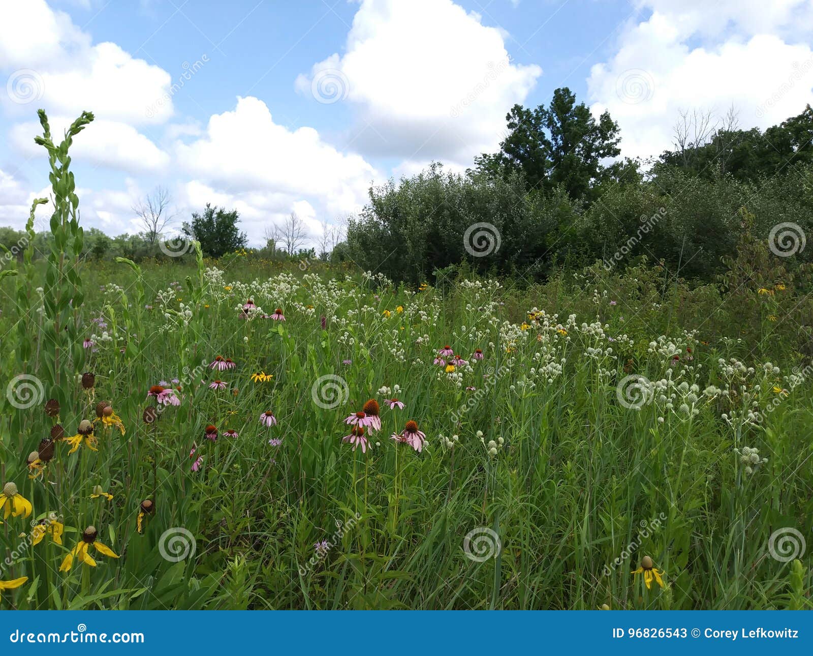 Ohio Wildflower Field stock image. Image of flora, farm - 96826543
