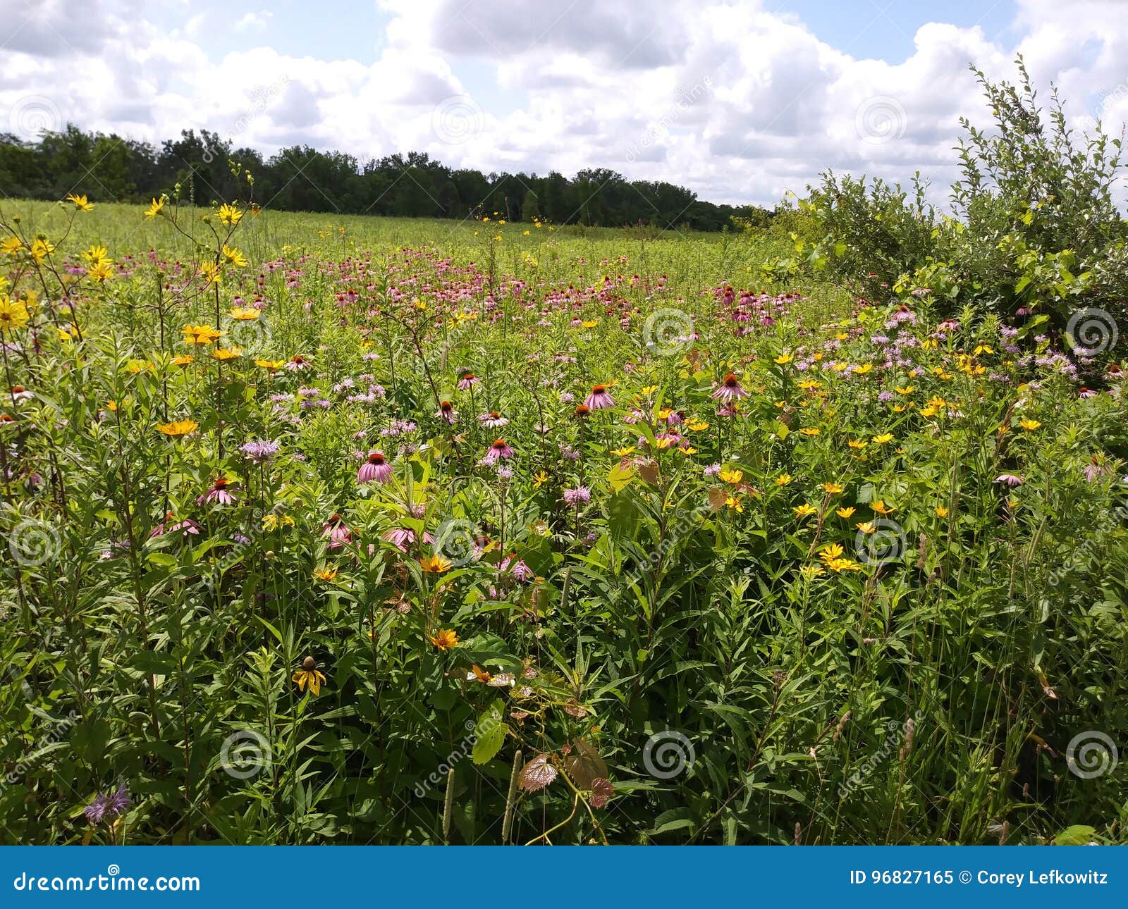 Ohio Wildflower Field stock image. Image of meadow, beautiful - 96827165