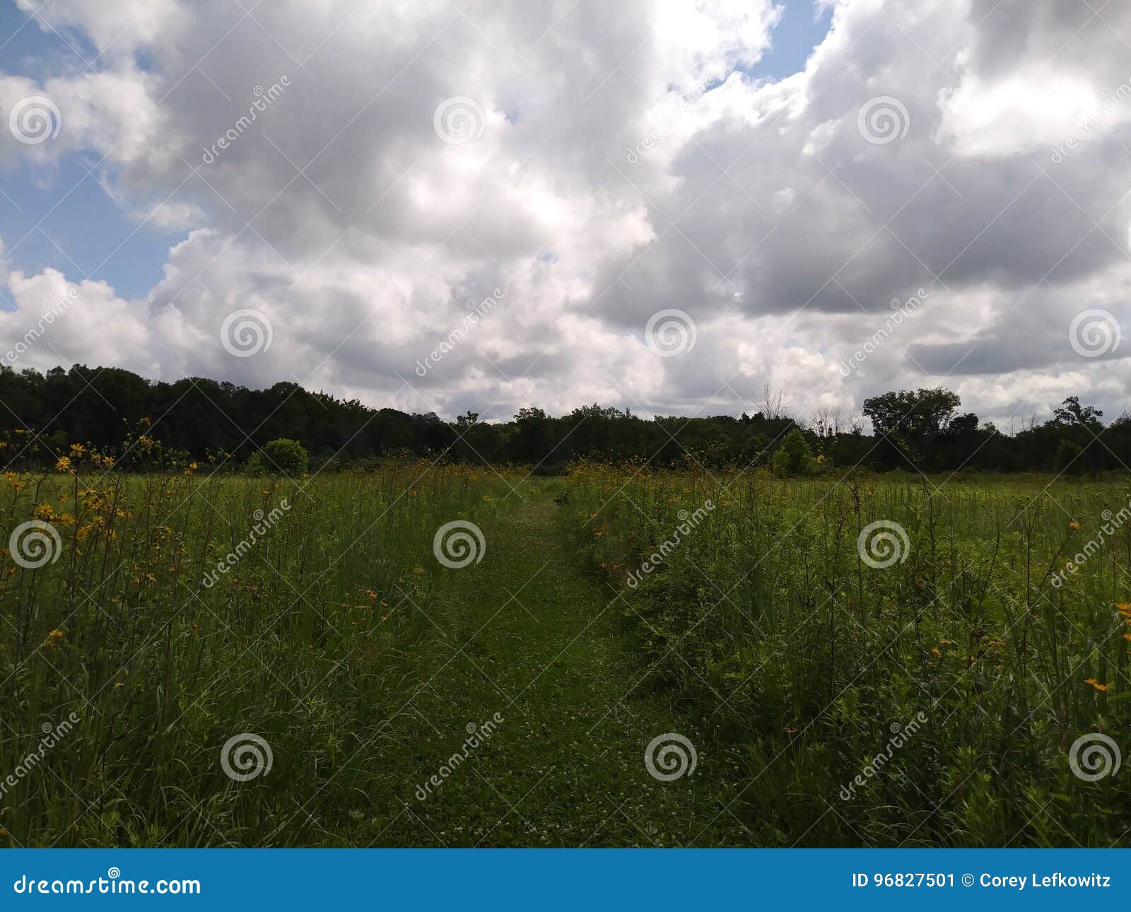 Ohio Wildflower Field stock image. Image of ecoregion - 96827501