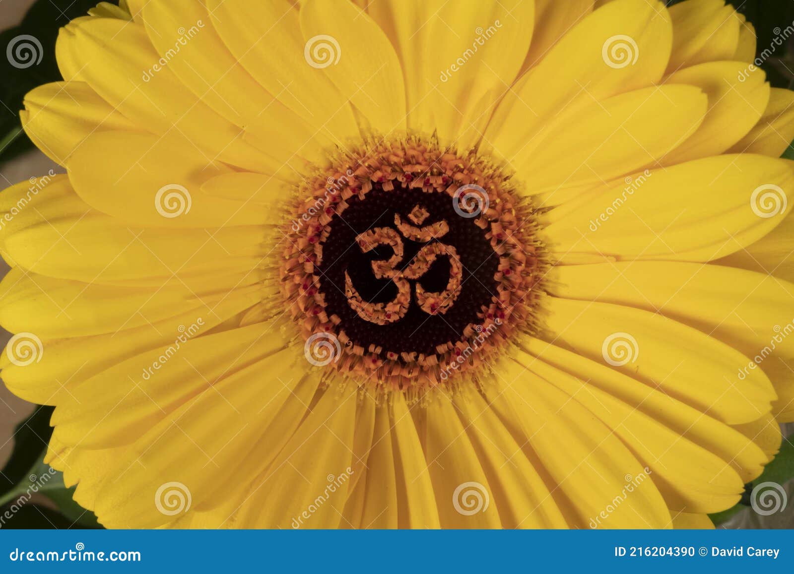 Ohm in the Centre of Petals on Yellow Flower Stock Photo - Image of ...