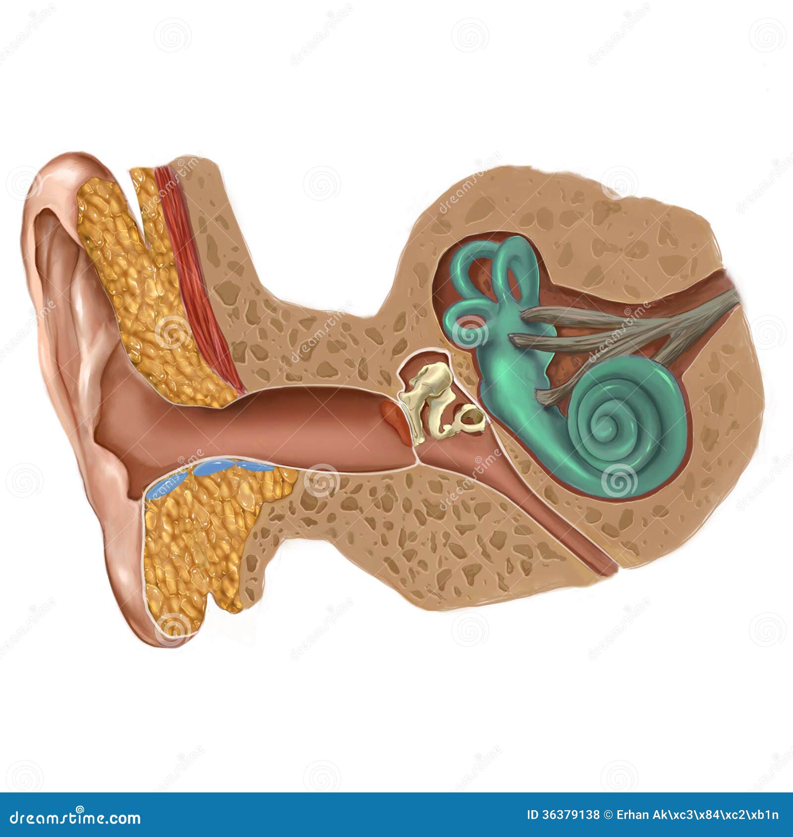 Ohr stock abbildung. Illustration von anatomie, intern - 36379138
