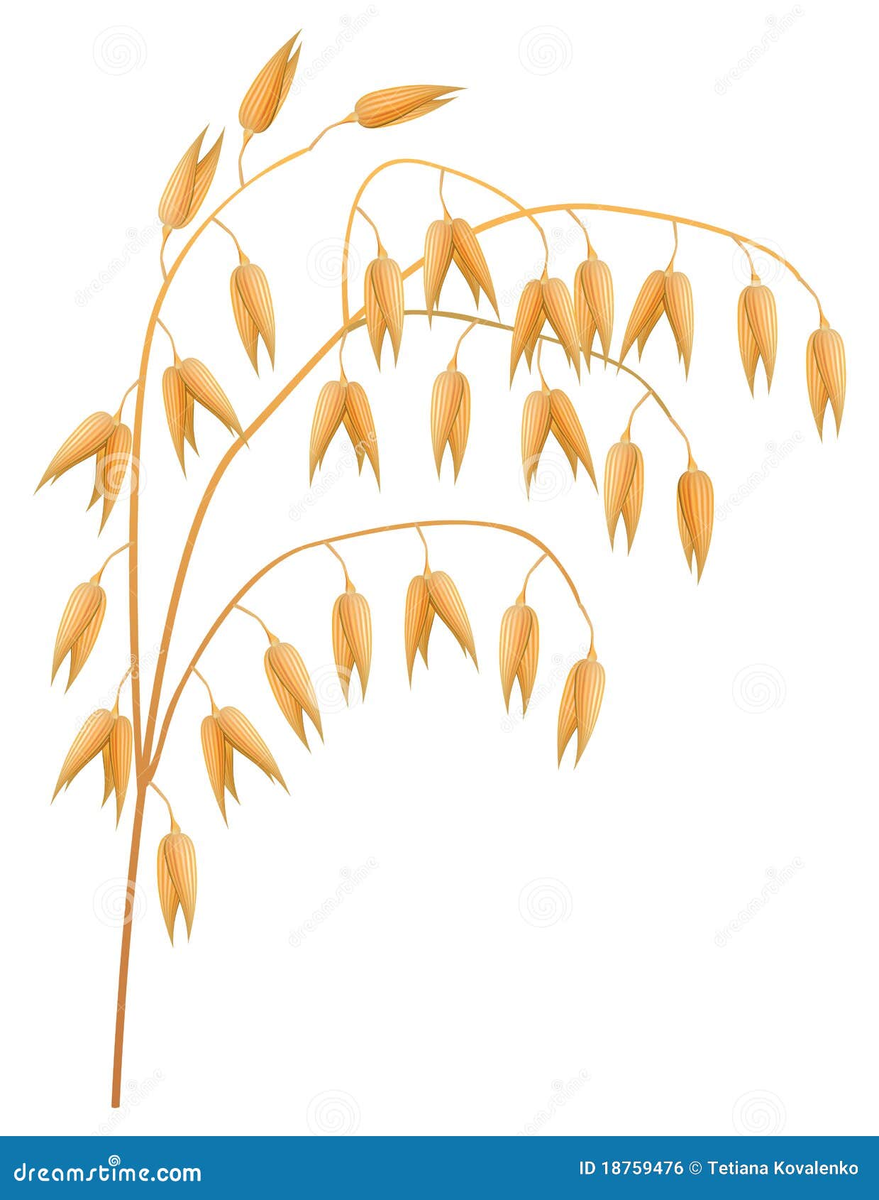 Ohr der Hafer. vektor abbildung. Illustration von betrieb - 18759476