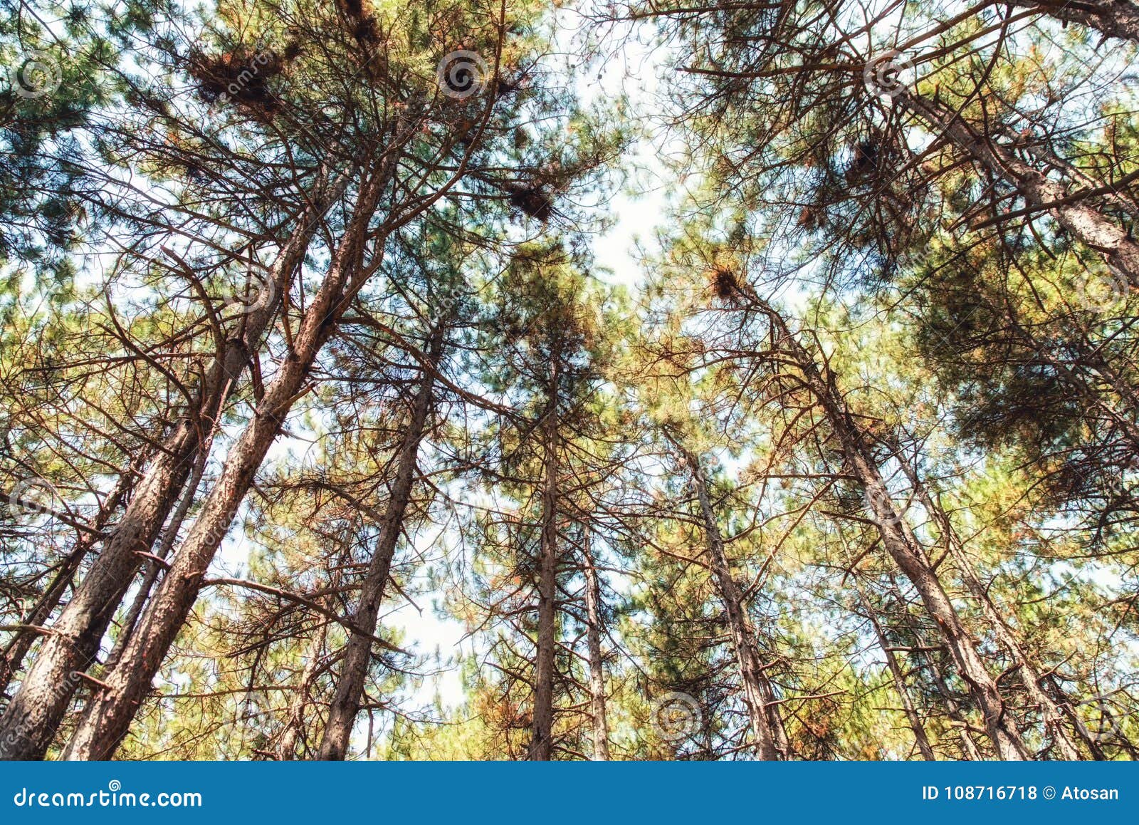Ohrid, Macedonia Rows of Pine Trees Stock Photo - Image of wood, balkan ...