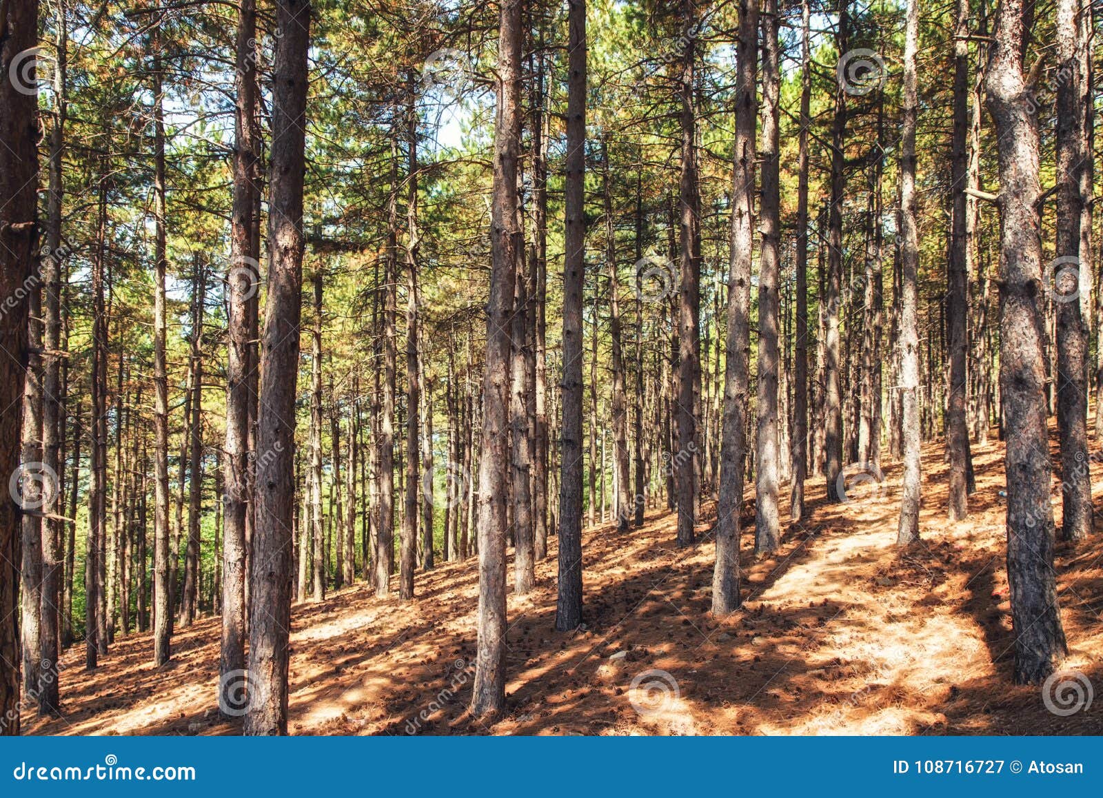 Ohrid, Macedonia Rows of Pine Trees Stock Image - Image of life ...