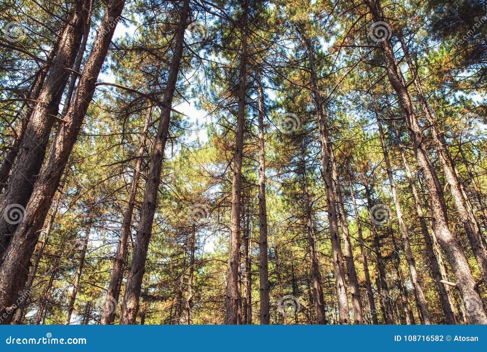 Ohrid, Macedonia Rows of Pine Trees Stock Photo - Image of pine, nature ...