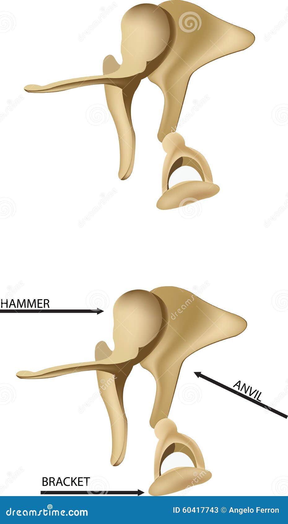 Ohrknochen vektor abbildung. Illustration von nave, halter - 60417743