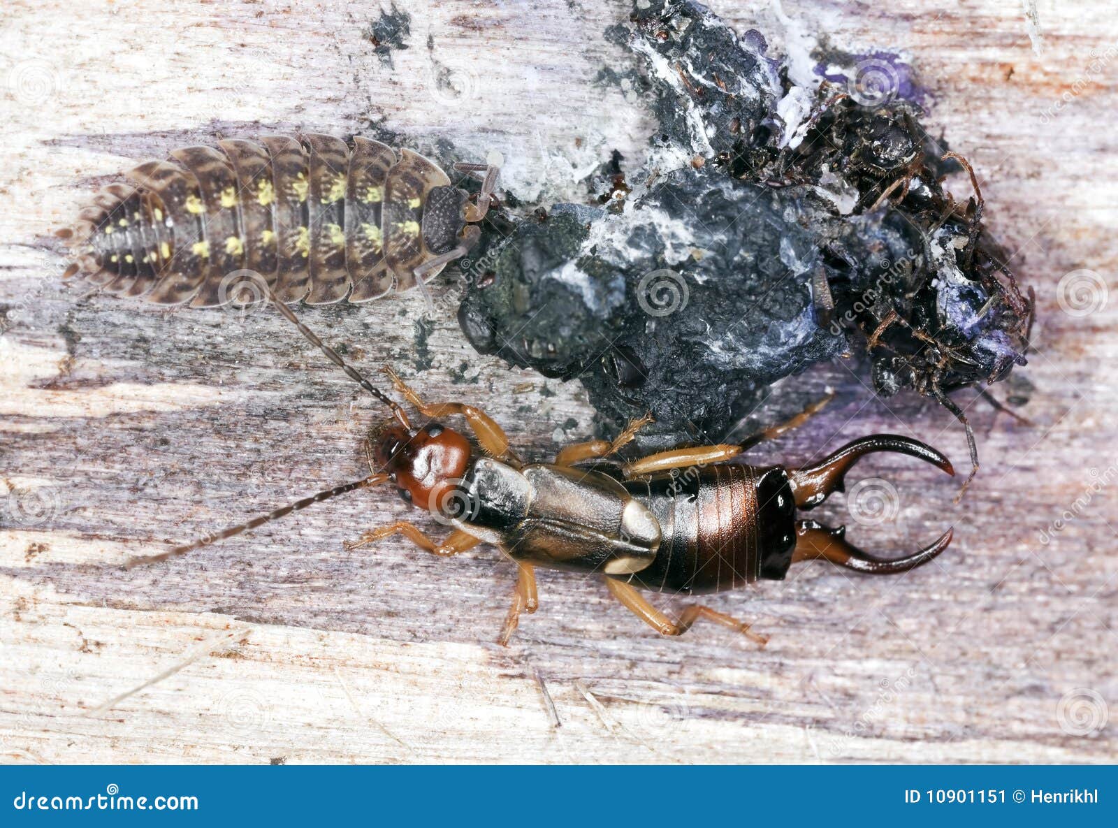 Ohrwurm und Woodlouse. stockbild. Bild von nave, organismus - 10901151