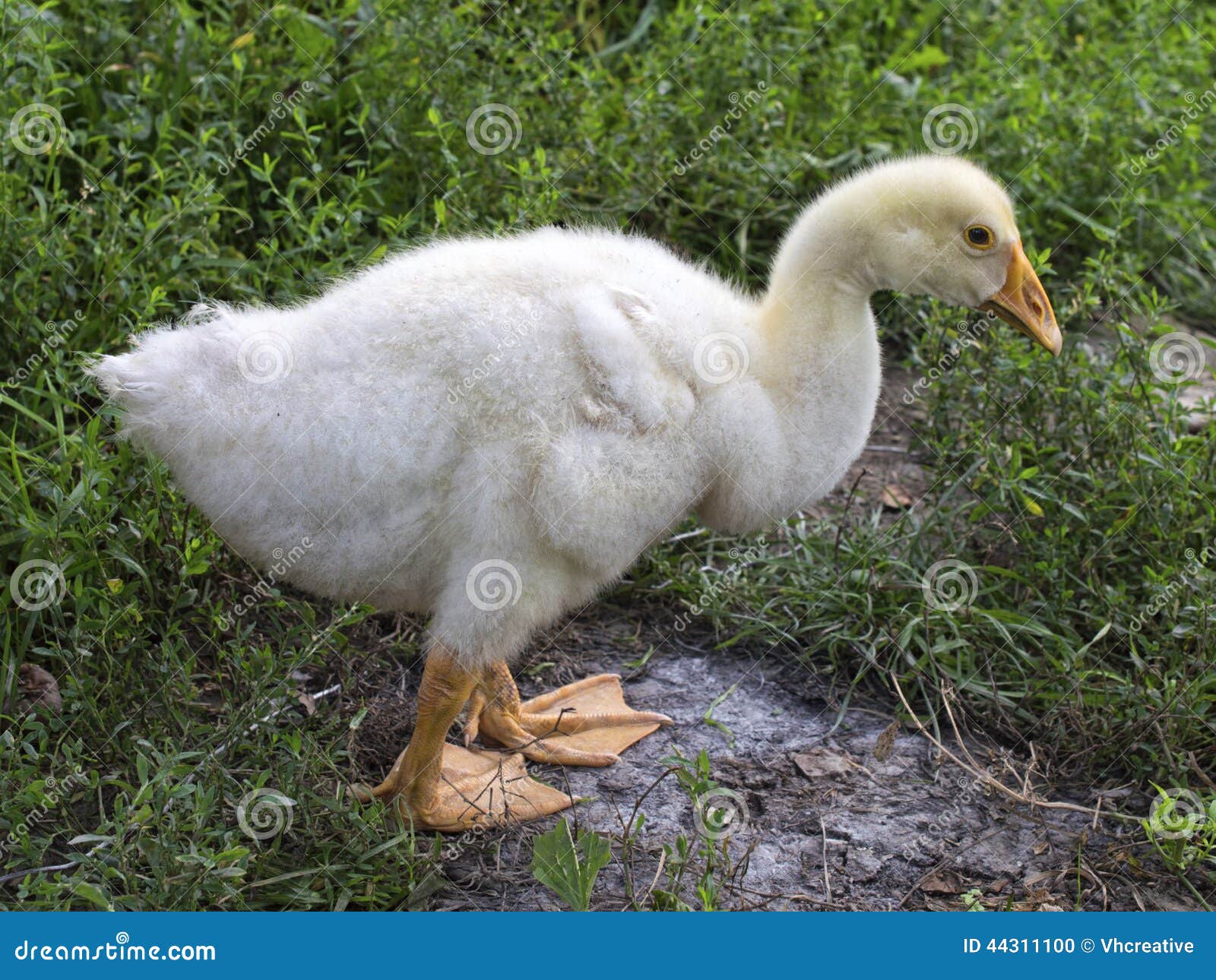 Oie photo stock. Image du domestique, oiseau, volaille - 44311100
