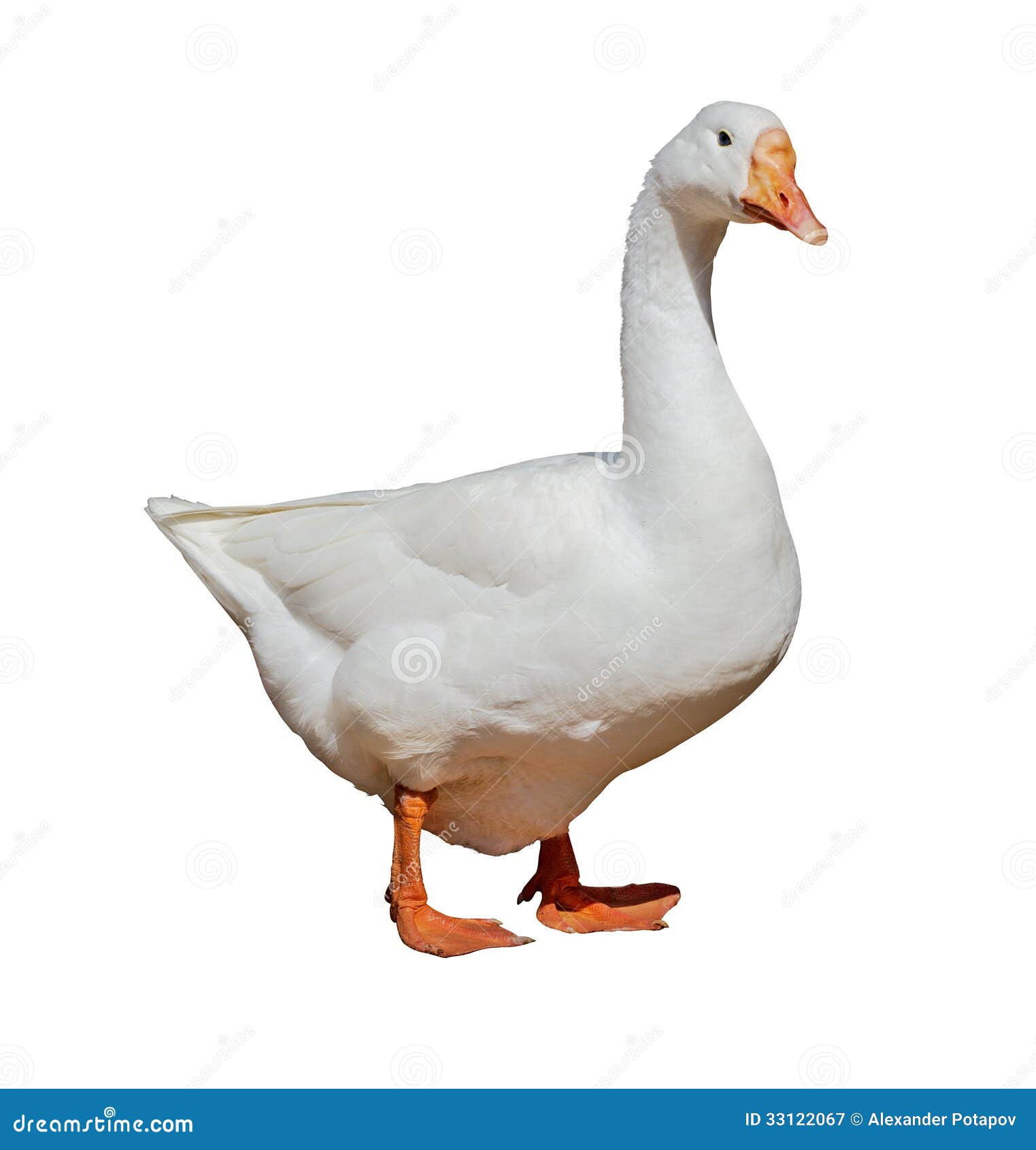 Oie d'isolement par blanc image stock. Image du blanc - 33122067