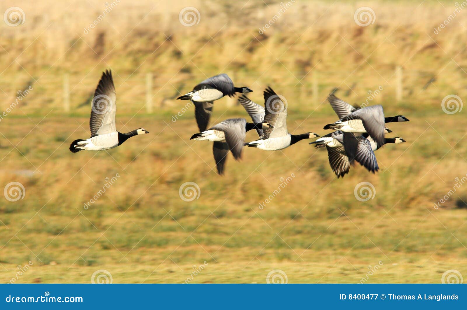 Oies de bernache image stock. Image du avien, nature, troupeau - 8400477
