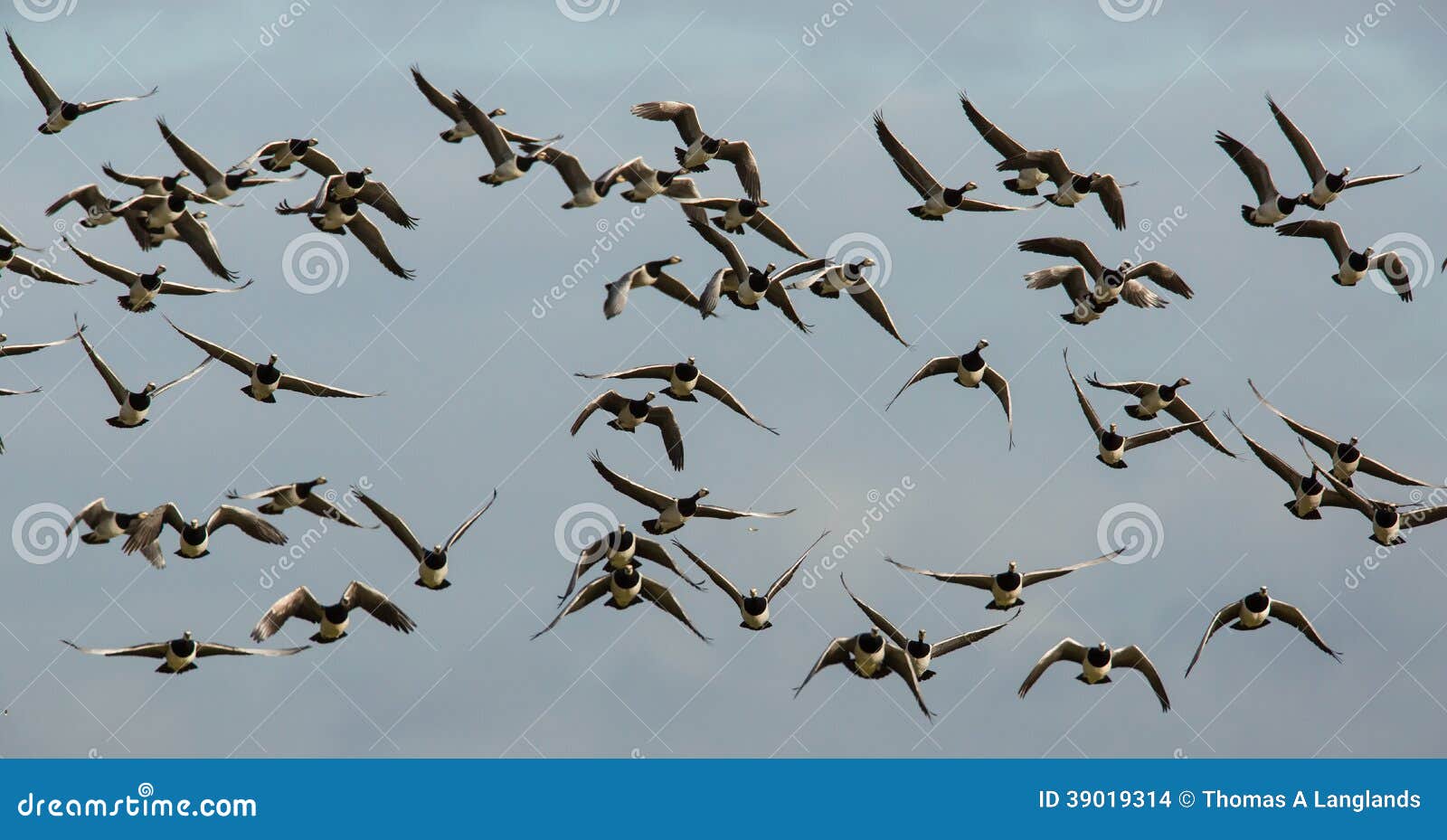 Oies de bernache en vol photo stock. Image du svalbard - 39019314