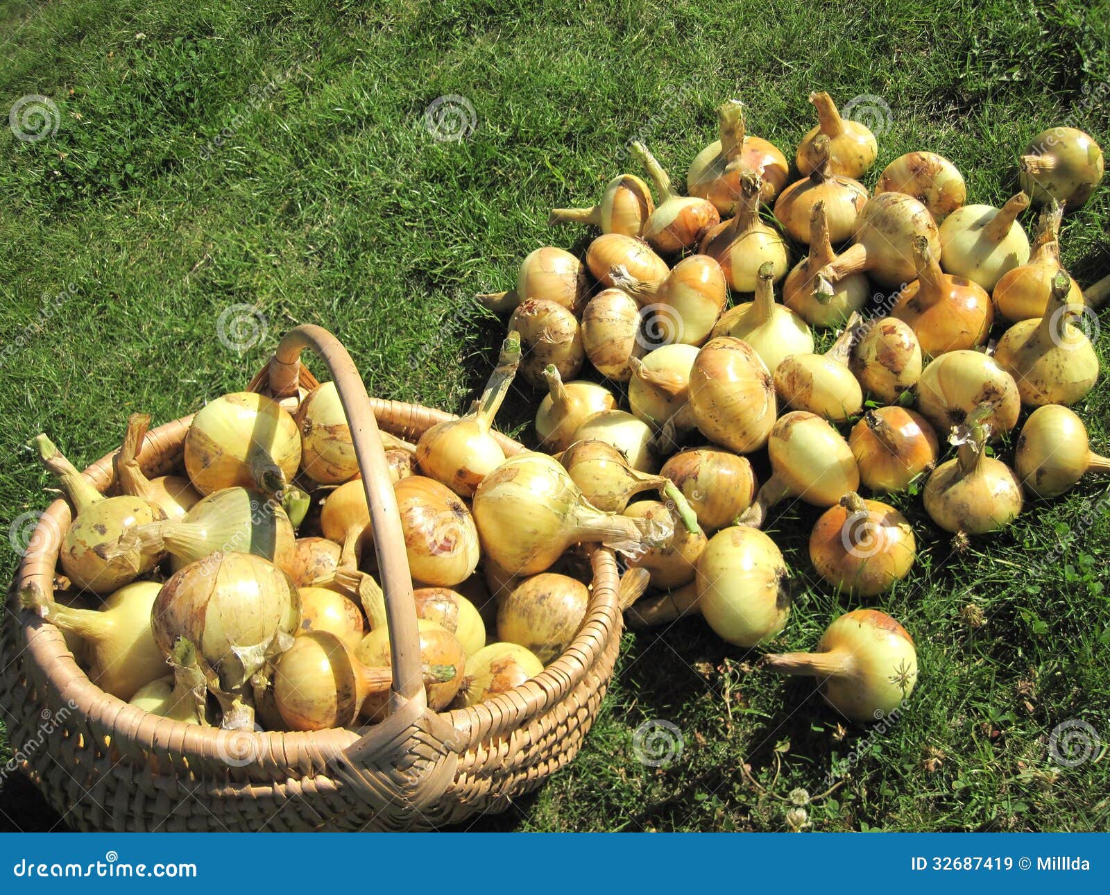 Oignon image stock. Image du ingrédient, rond, forme - 32687419