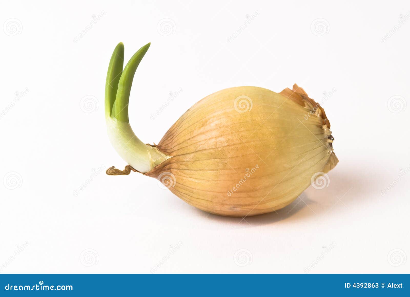 Oignon Avec L'élevage De Jeune Centrale Image stock - Image du oignon ...