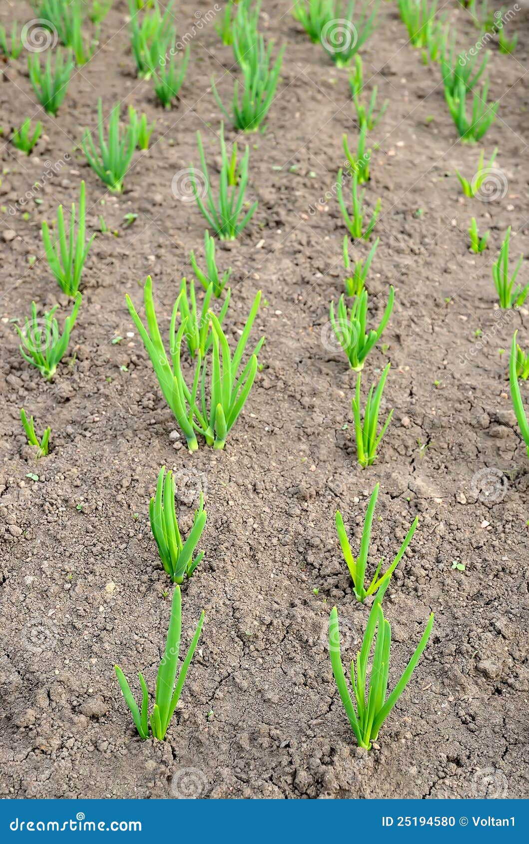 Oignon dans un potager photo stock. Image du vert, zone - 25194580