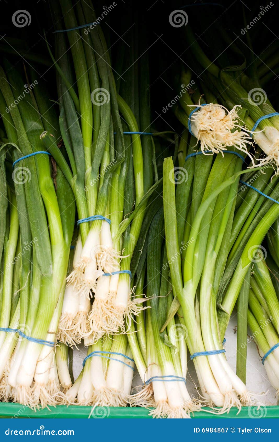 Oignon vert image stock. Image du fond, produit, organique - 6984867