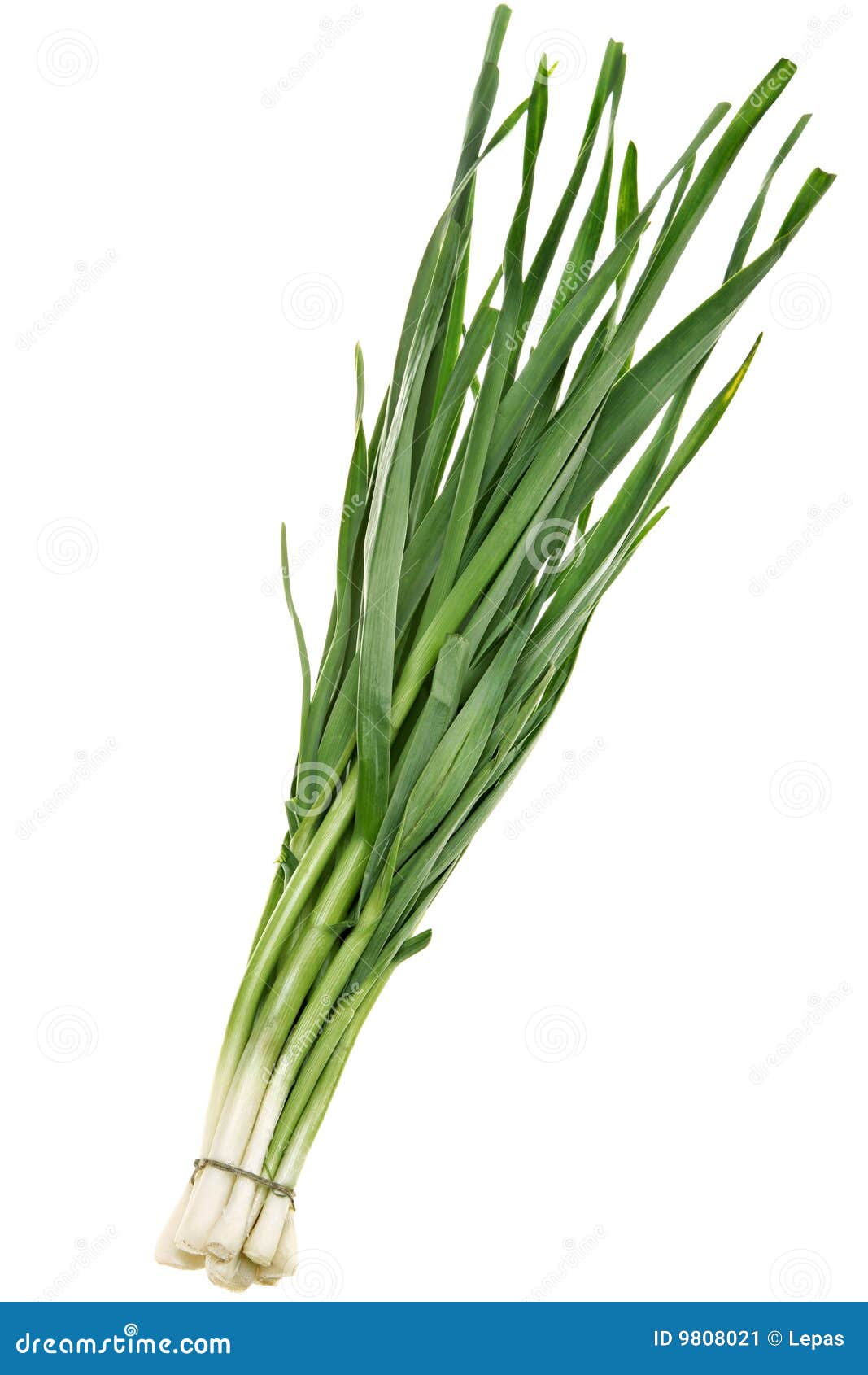 Oignon vert image stock. Image du image, vert, ingrédient - 9808021