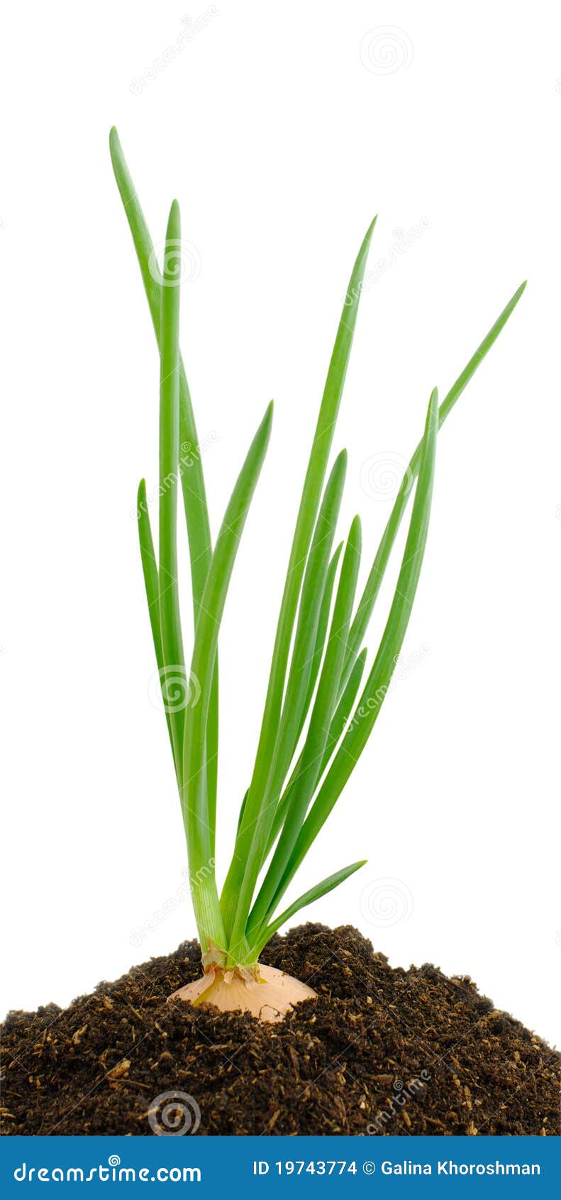 Oignon vert en terre photo stock. Image du isolement - 19743774