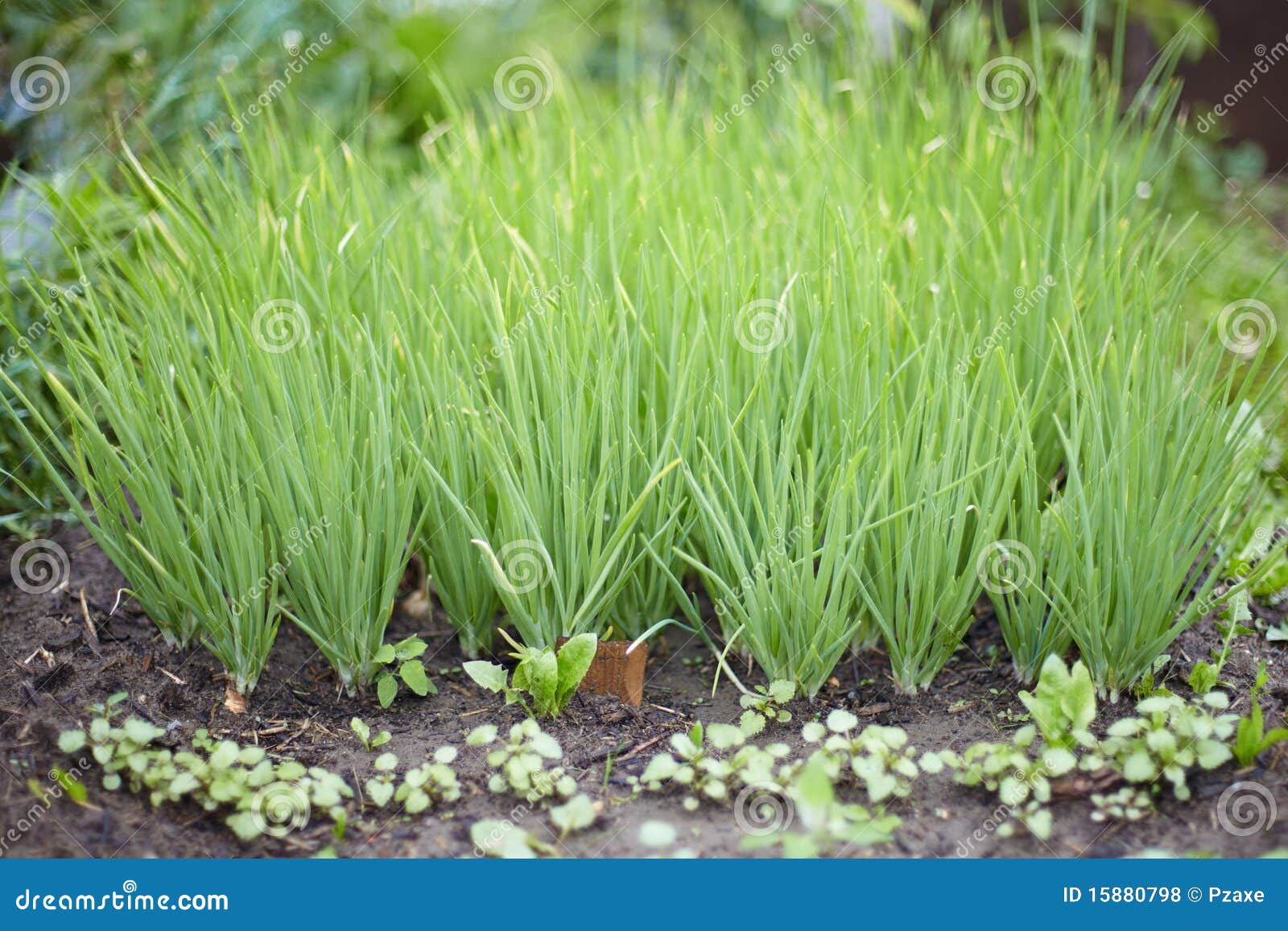 Oignons Verts Dans Le Jardin Photo stock - Image du vert, herbe: 15880798