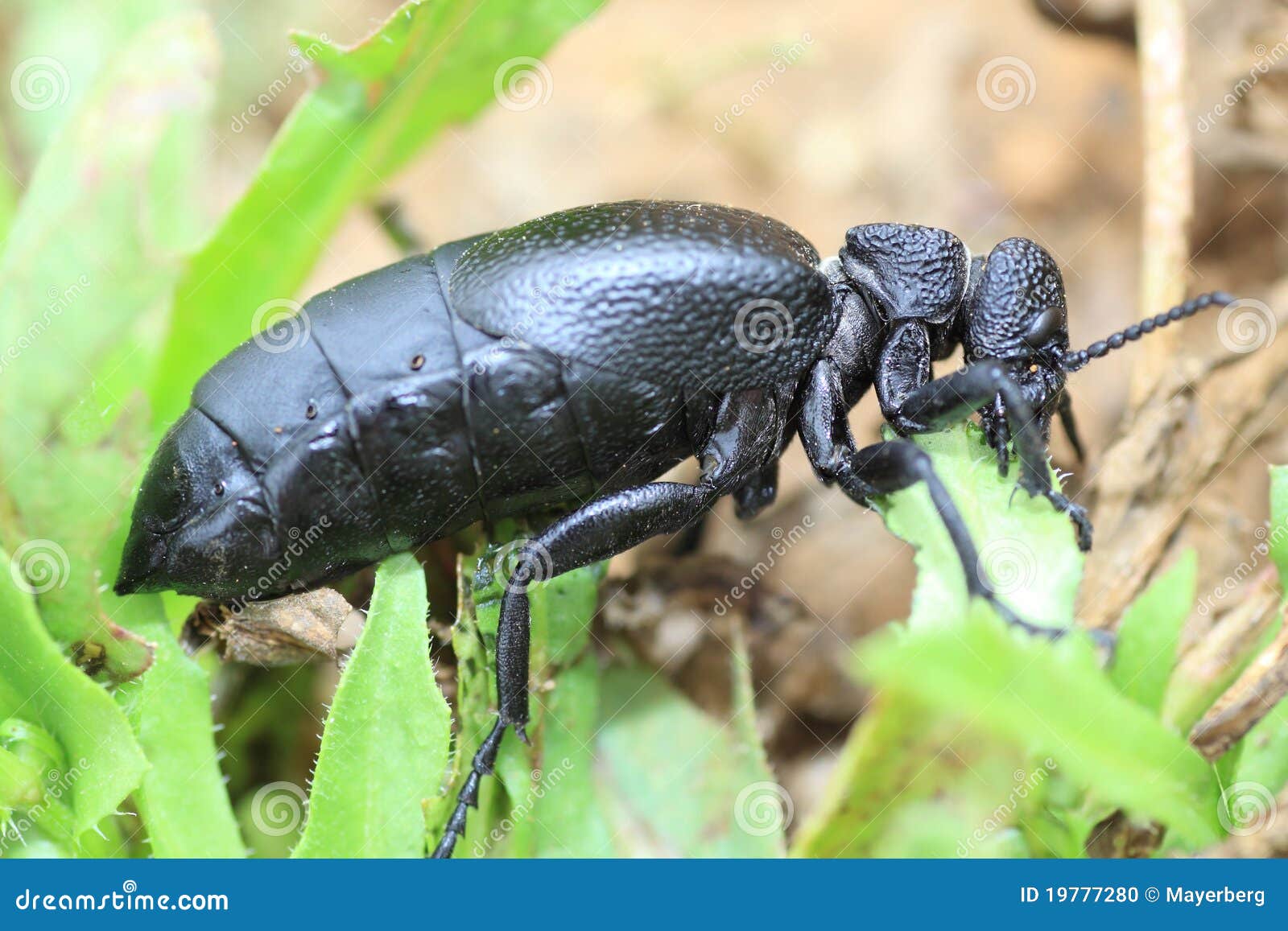 Oil beetle stock photo. Image of beetle, close, field - 19777280