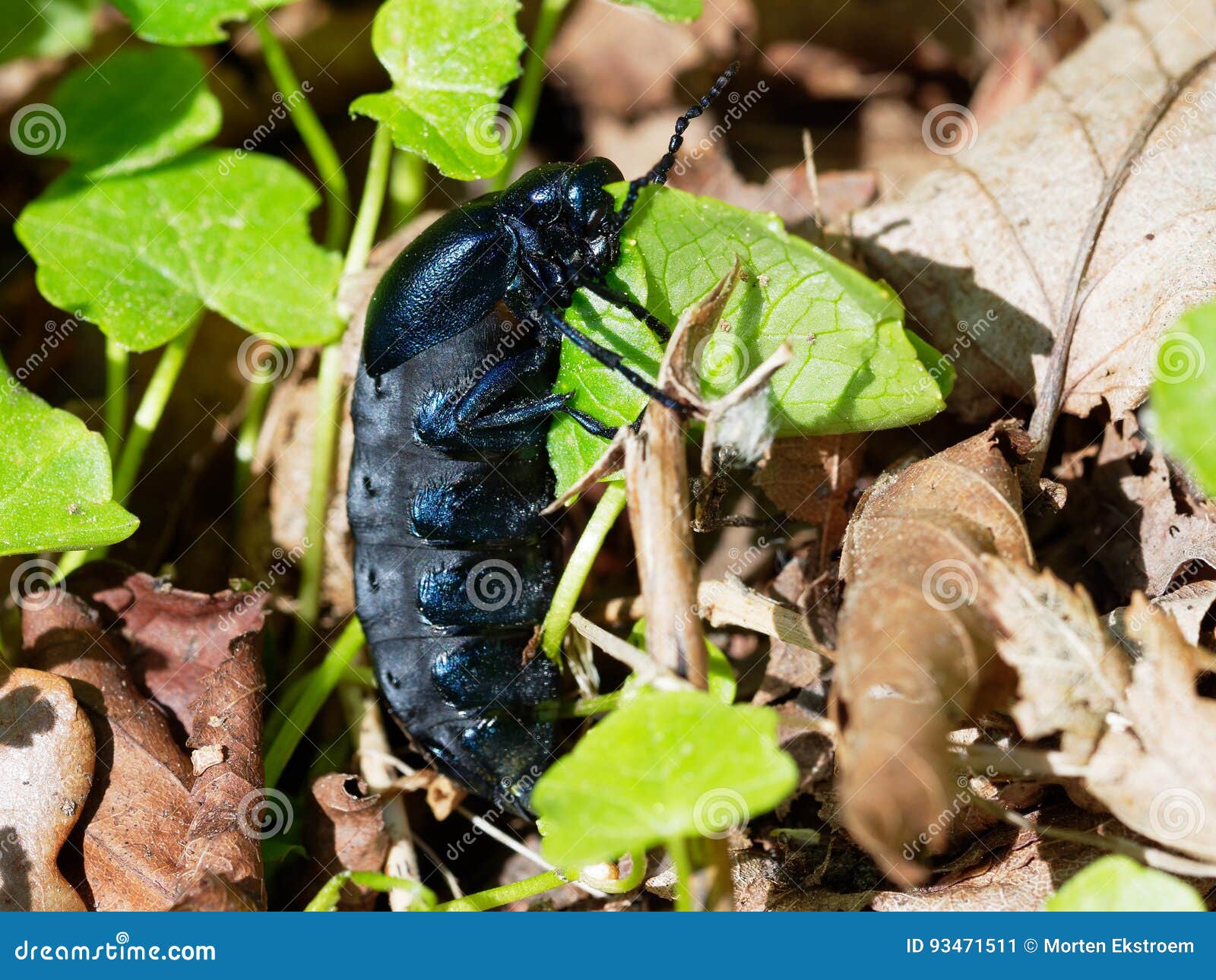 Oil Beetle - Meloe Proscarabaeus Stock Image - Image of insect, proscarabaeus: 93471511