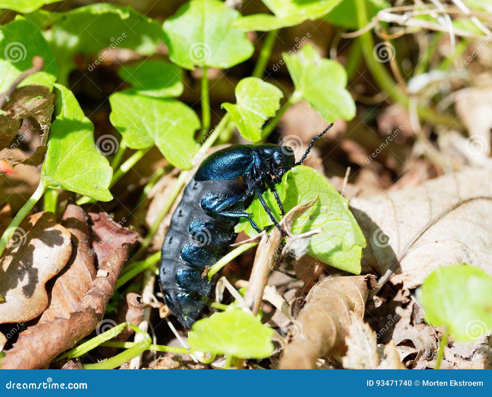 Oil Beetle Or Meloe Proscarabaeus Male M. Proscarabaeus On White Stock ...