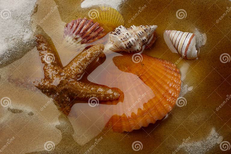 Oil Covers Shells on the Beach Stock Image - Image of spill, pollution ...