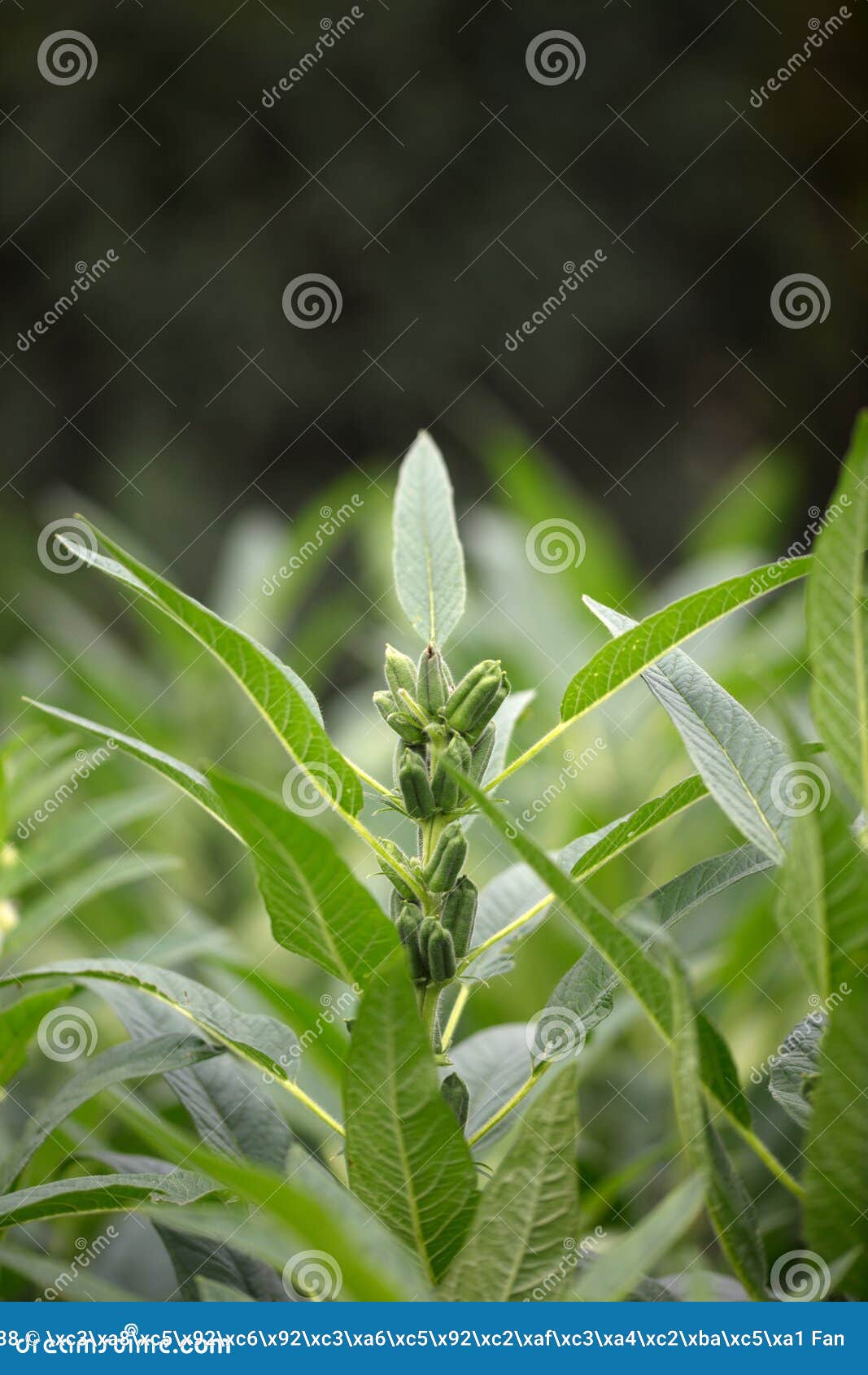 Oil crop sesame in farm stock photo. Image of land, fruit - 254015988