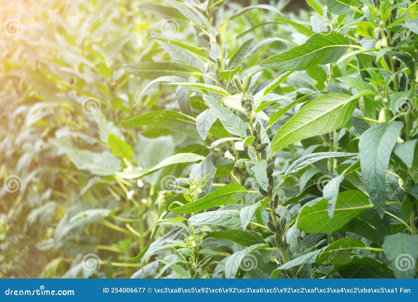 Oil Crop Sesame in Farmland Stock Image - Image of process, green ...