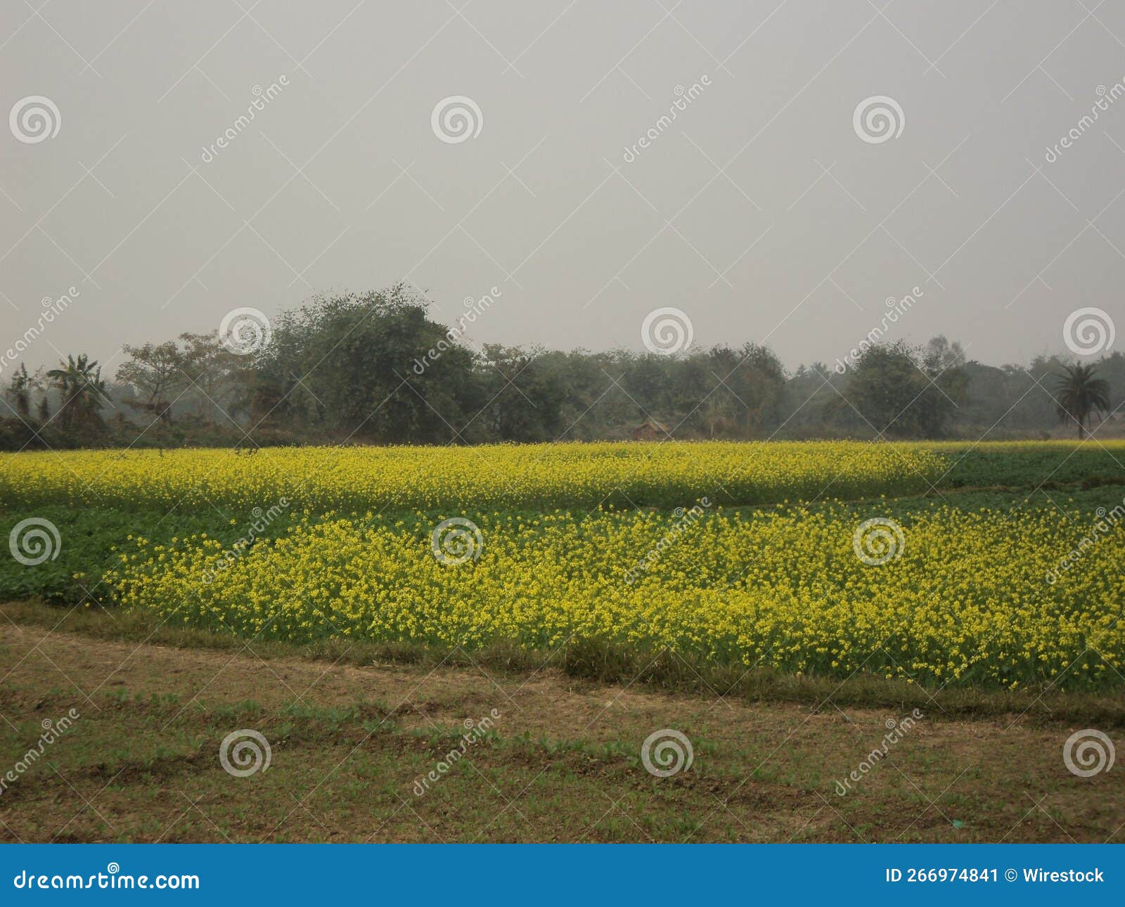 Oil Flower Yellow Mustard stock image. Image of outdoor - 266974841
