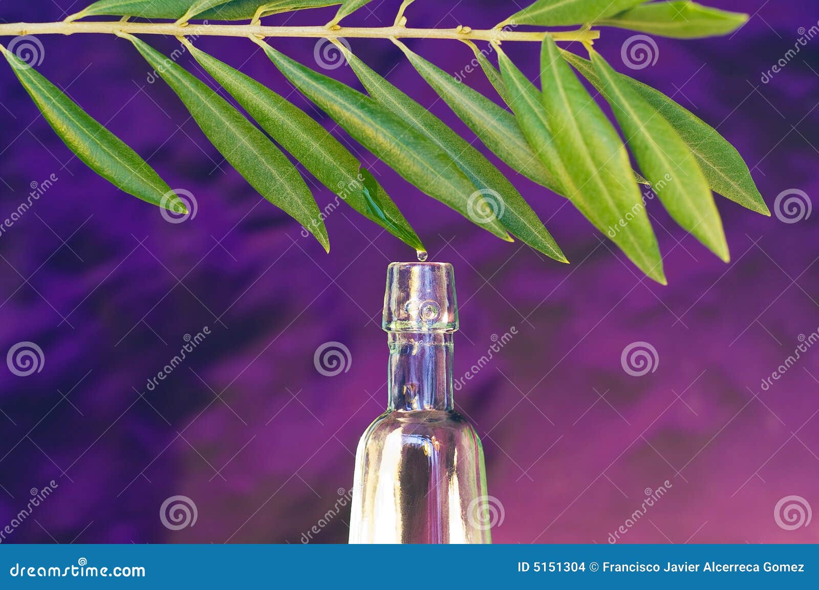 Oil Of The Olive Tree Picture. Image: 5151304