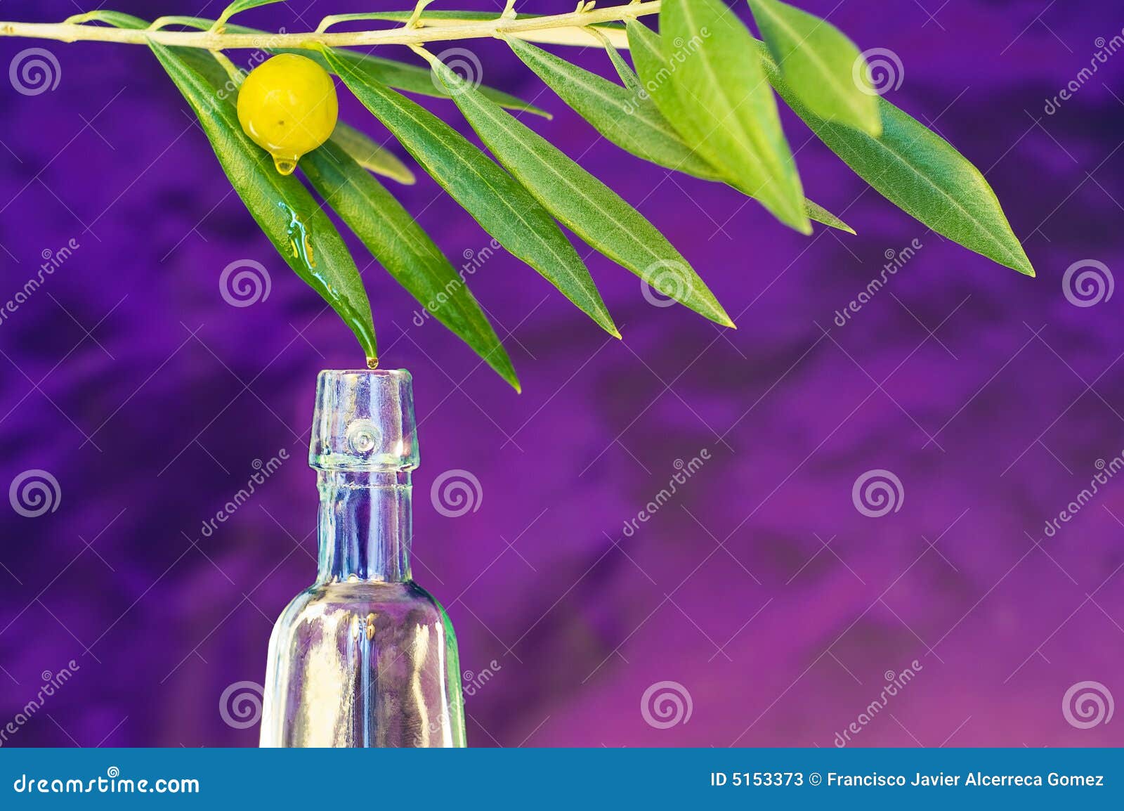 Oil of the Olive tree stock image. Image of mediterranean - 5153373