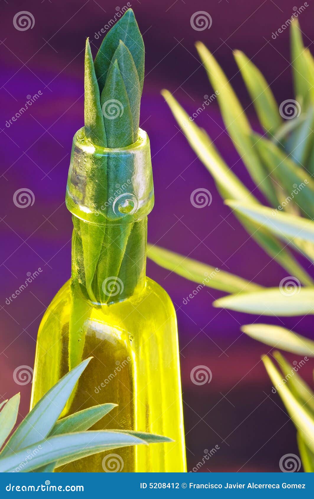Oil of the Olive tree stock photo. Image of kitchen, andalusia - 5208412