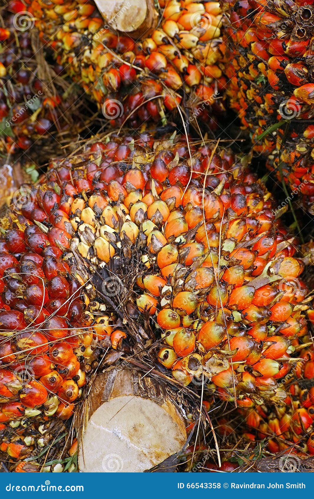 Oil Palm Bunch stock photo. Image of nature, closeup - 66543358