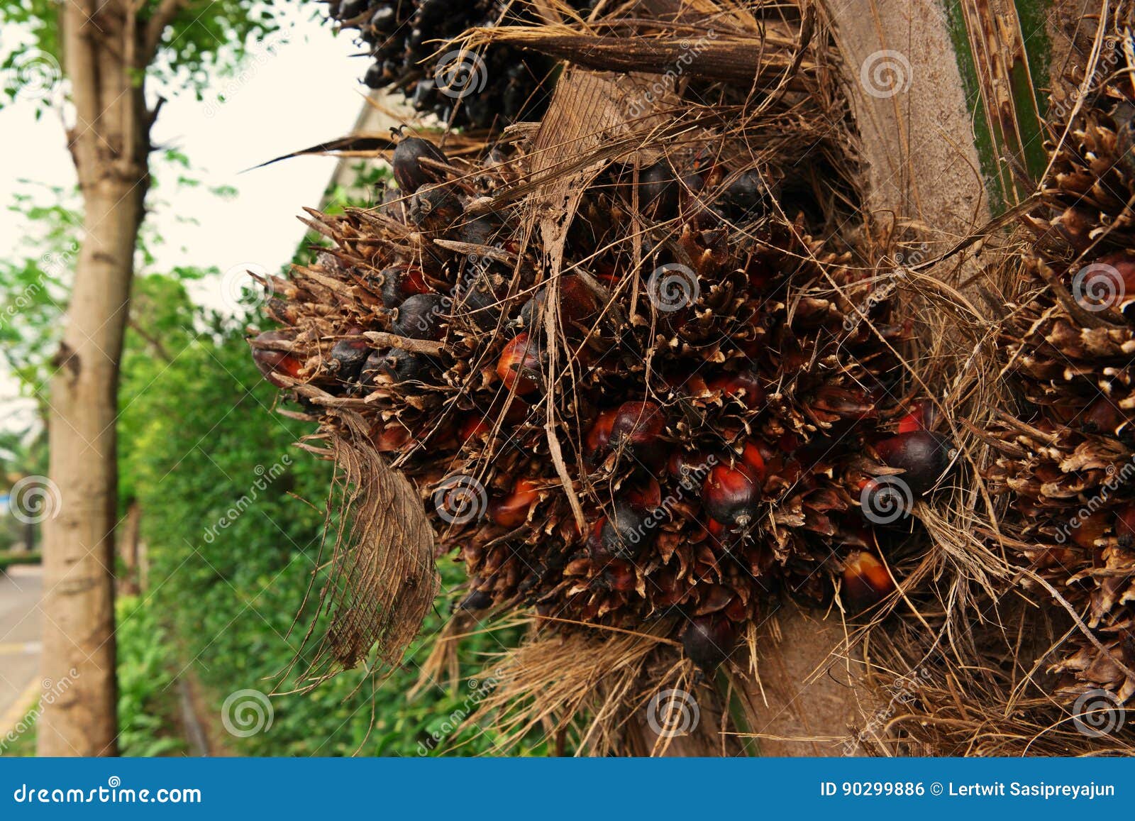 Oil palm bunch stock photo. Image of plant, indonesia - 90299886
