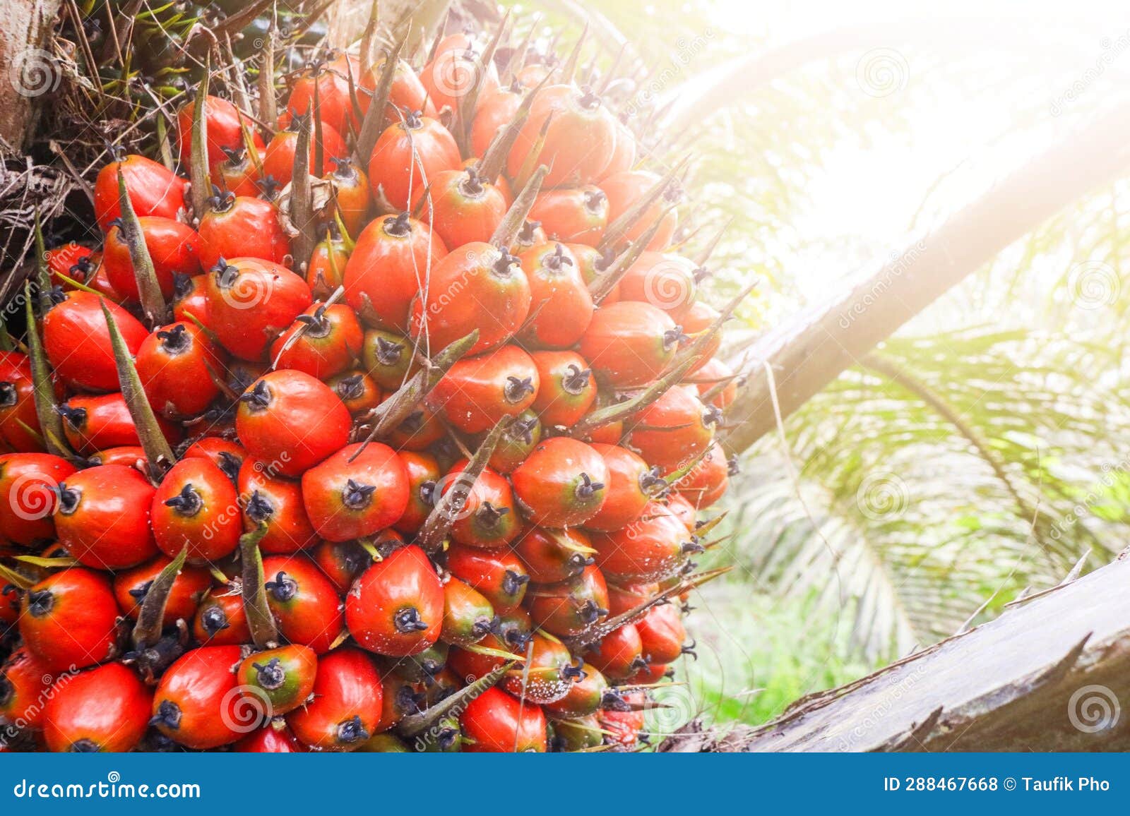 Oil palm bunches stock photo. Image of cuisine, tree - 288467668 Oil palm bunches stock photo. Image of cuisine, tree - 288467668