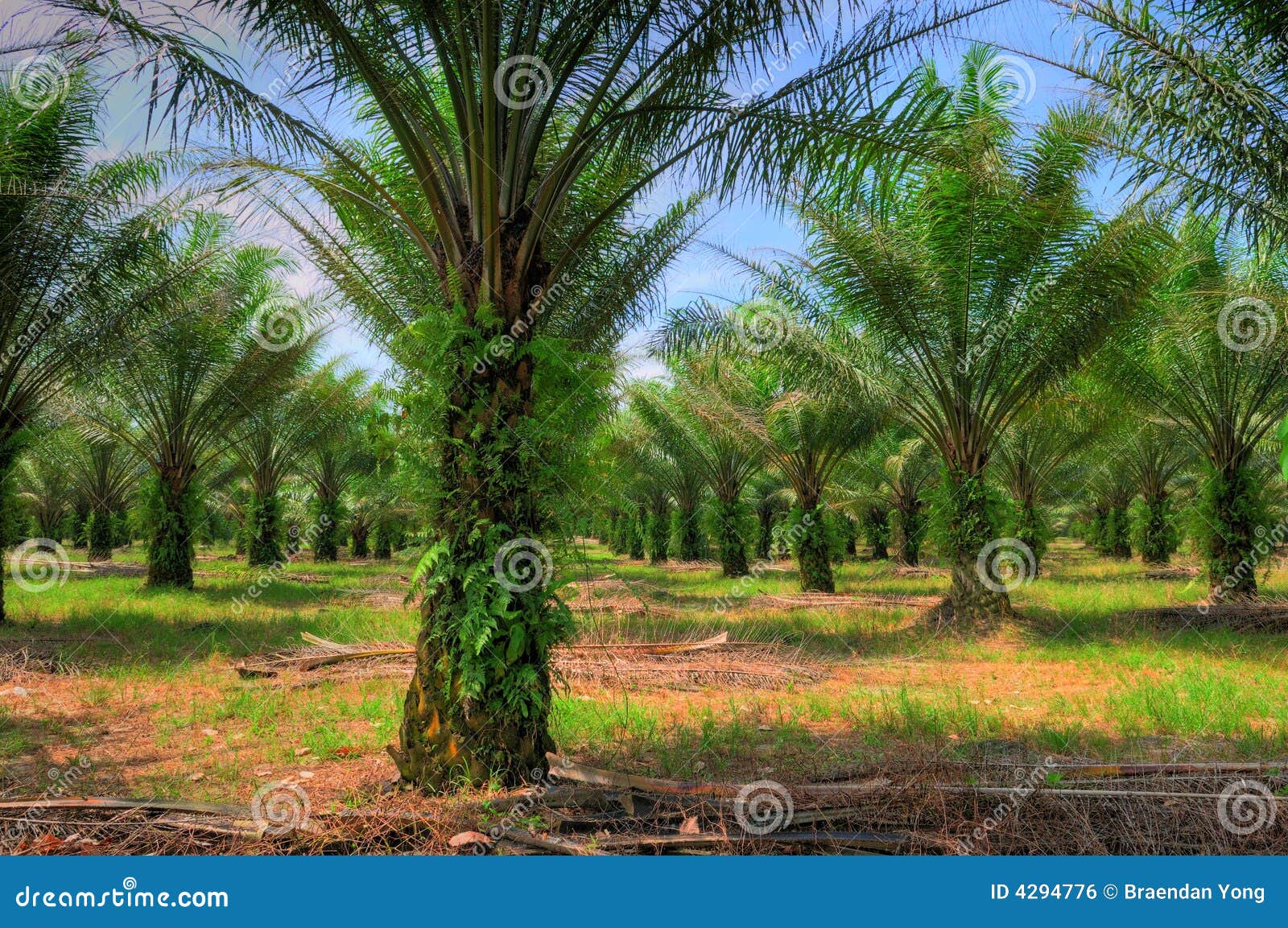 Oil Palm Cultivation stock photo. Image of natural, commodity - 4294776
