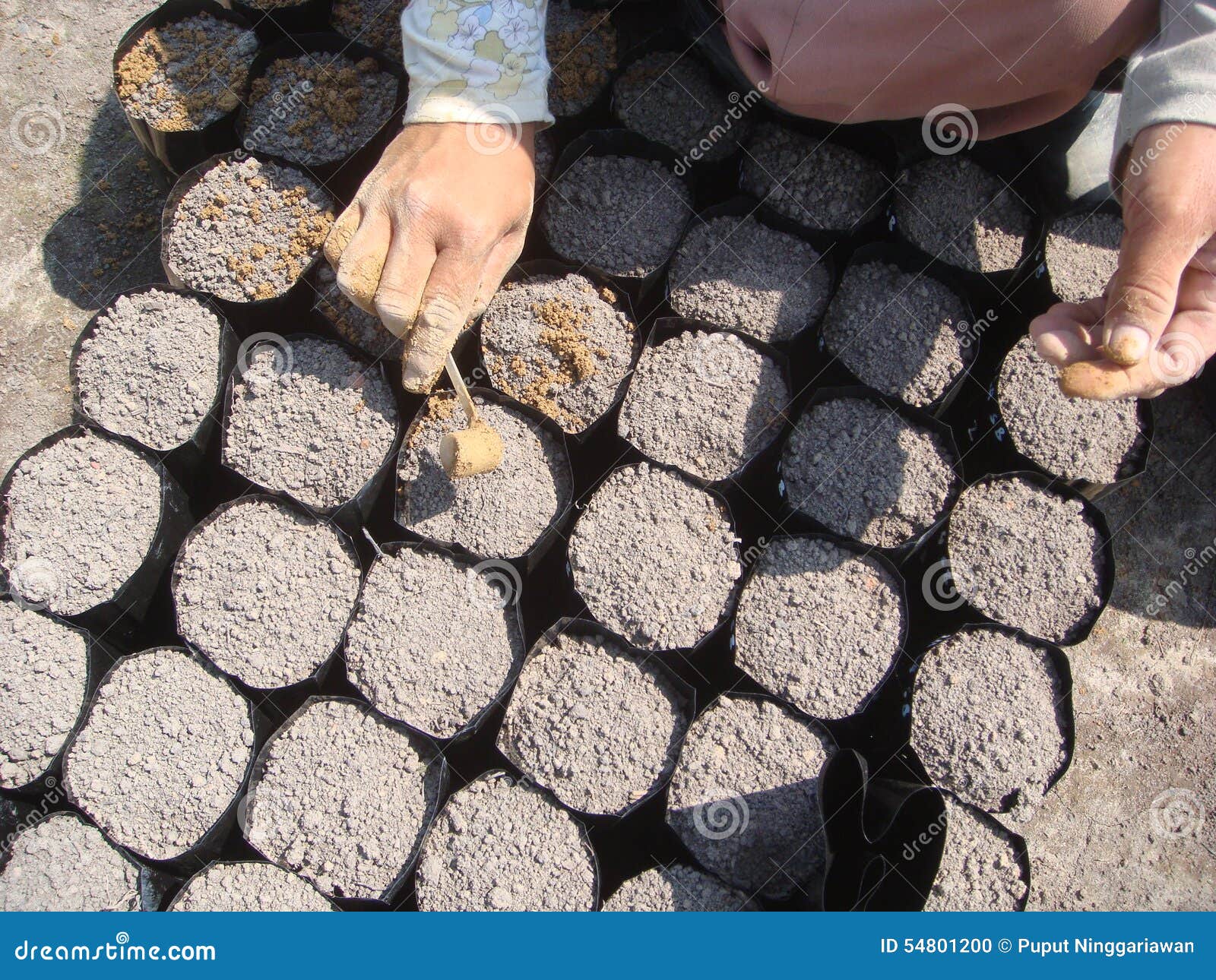 Oil palm fertilizer stock photo. Image of seed, palm - 54801200
