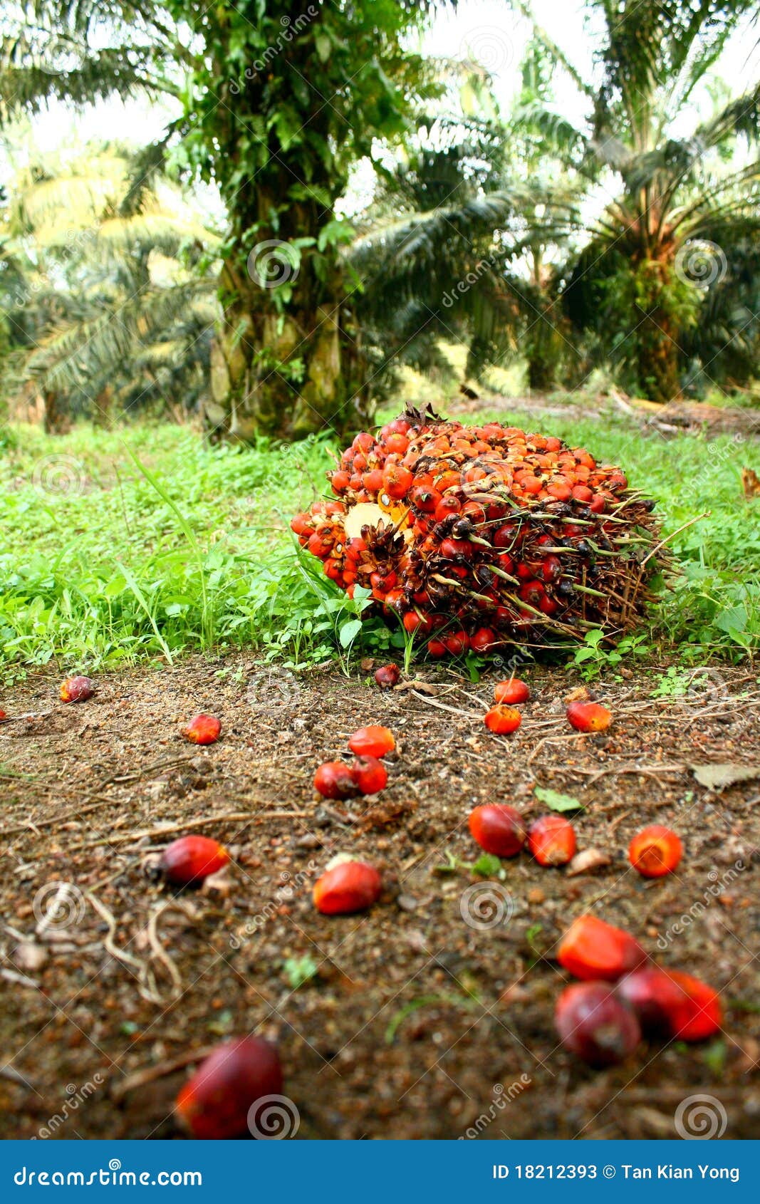 Palm Oil Loose Fruit Photos - Free & Royalty-Free Stock Photos from ...