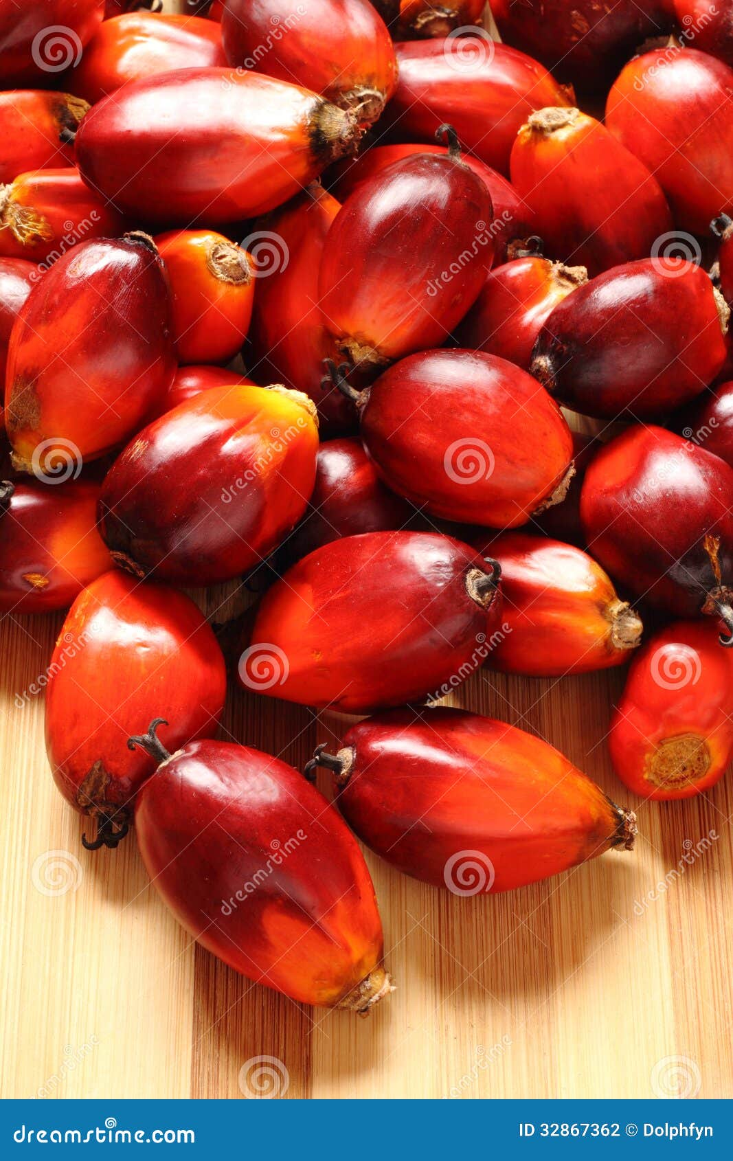 Oil Palm Fruit stock photo. Image of industry, agriculture - 32867362