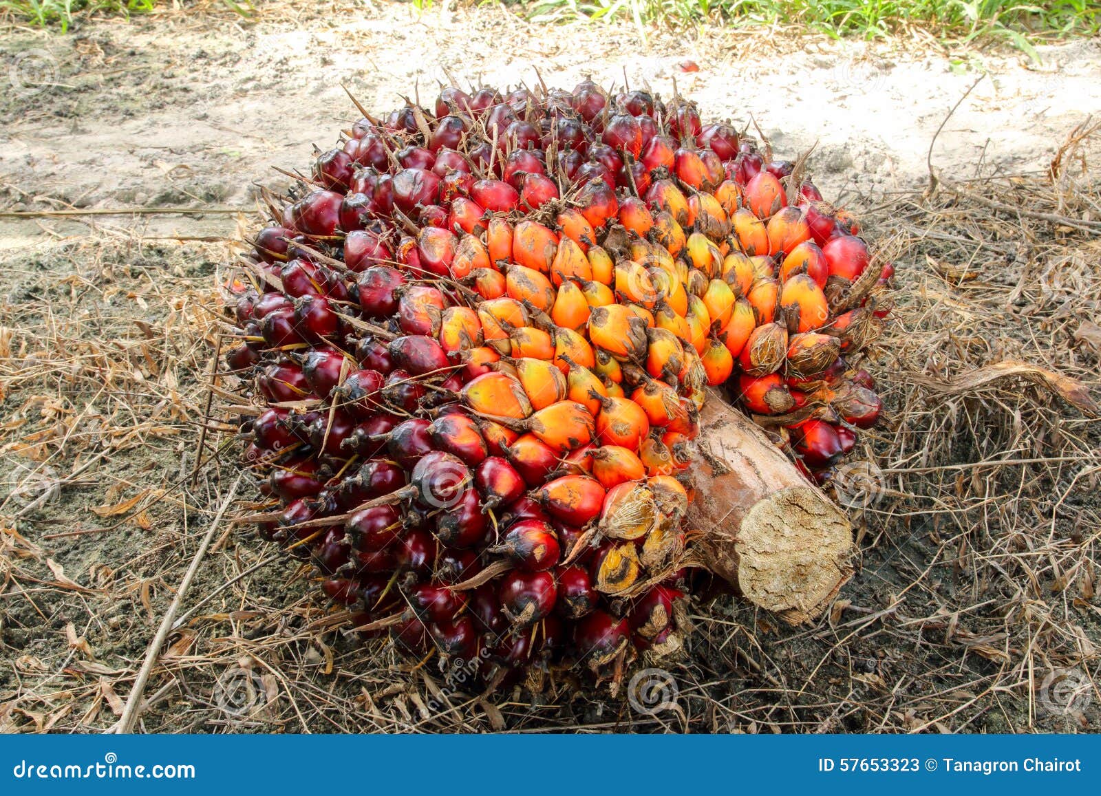 Palm Oil Fruit Bunch