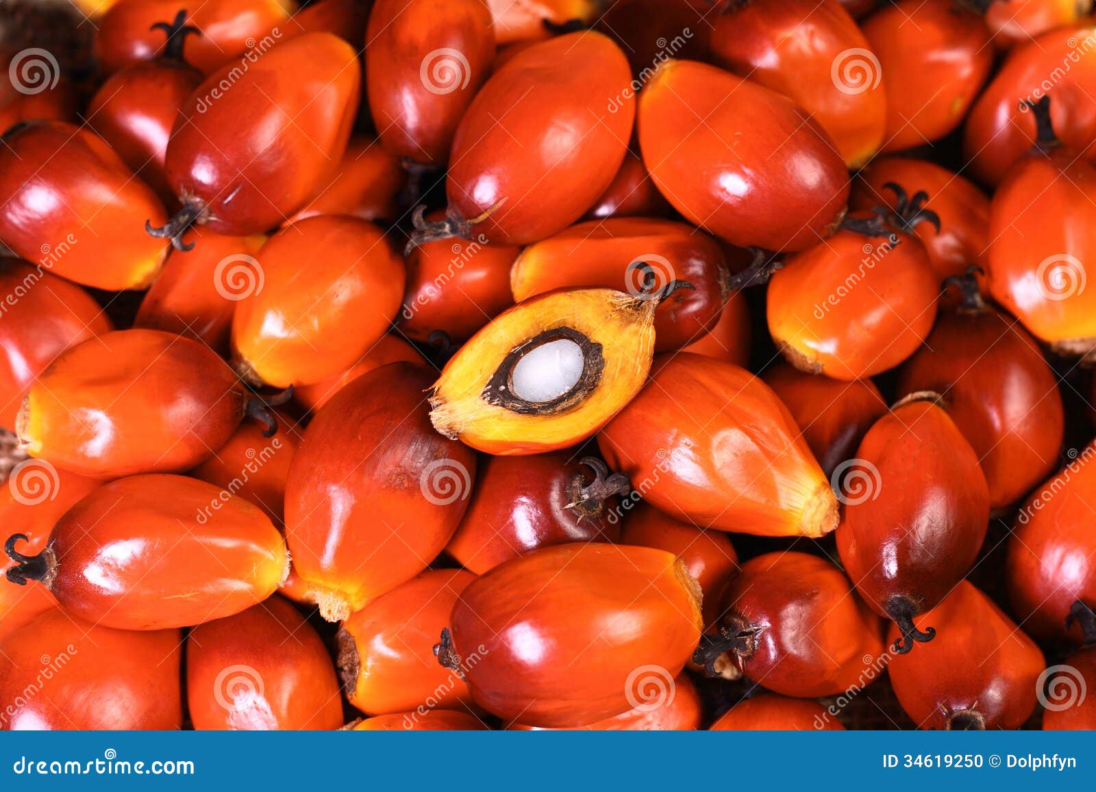 Oil palm fruit stock photo. Image of kernel, fresh, fruit - 34619250