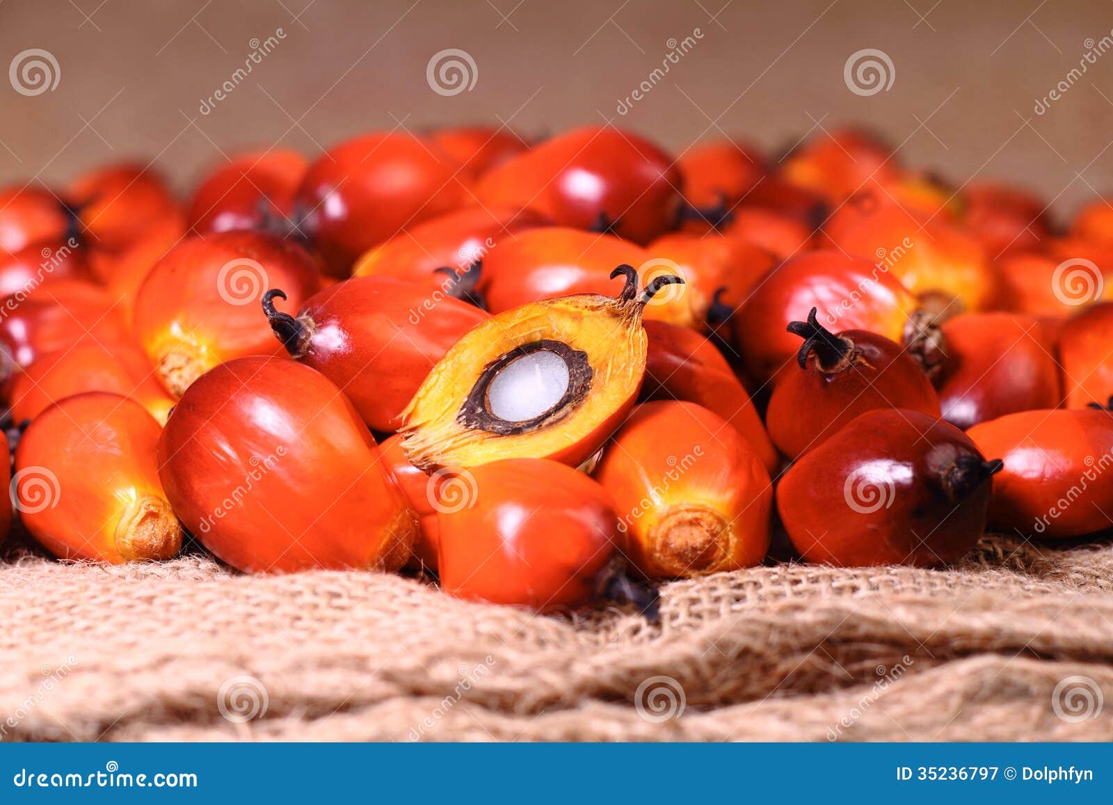 Oil palm fruit stock image. Image of seed, kernel, harvest - 35236797
