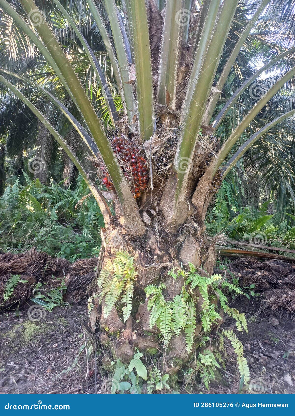 Oil Palm Fruit Trees with Ripe Fruit Bunches Stock Photo - Image of ...