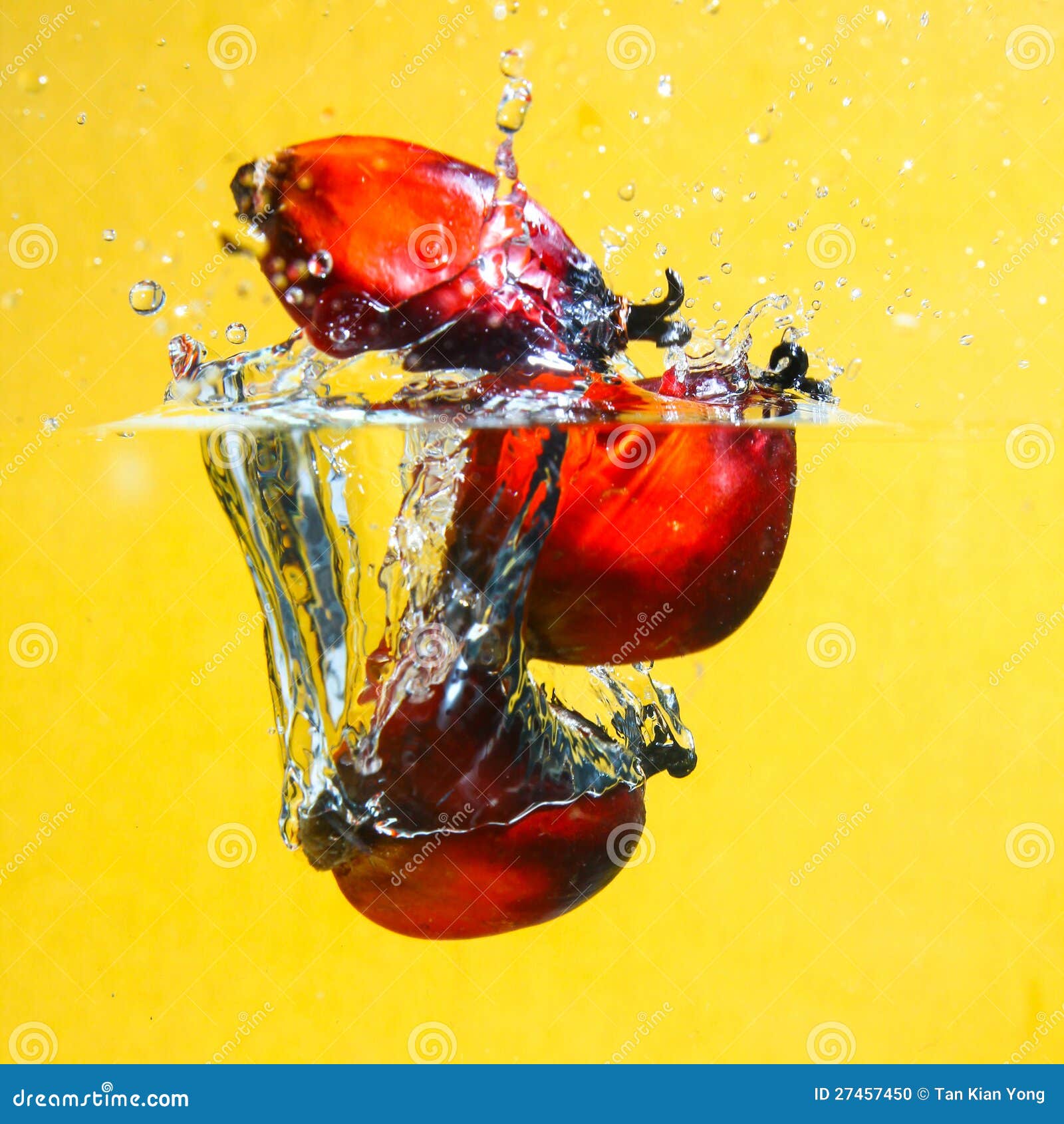 Oil Palm Fruits splash stock photo. Image of biofuel - 27457450